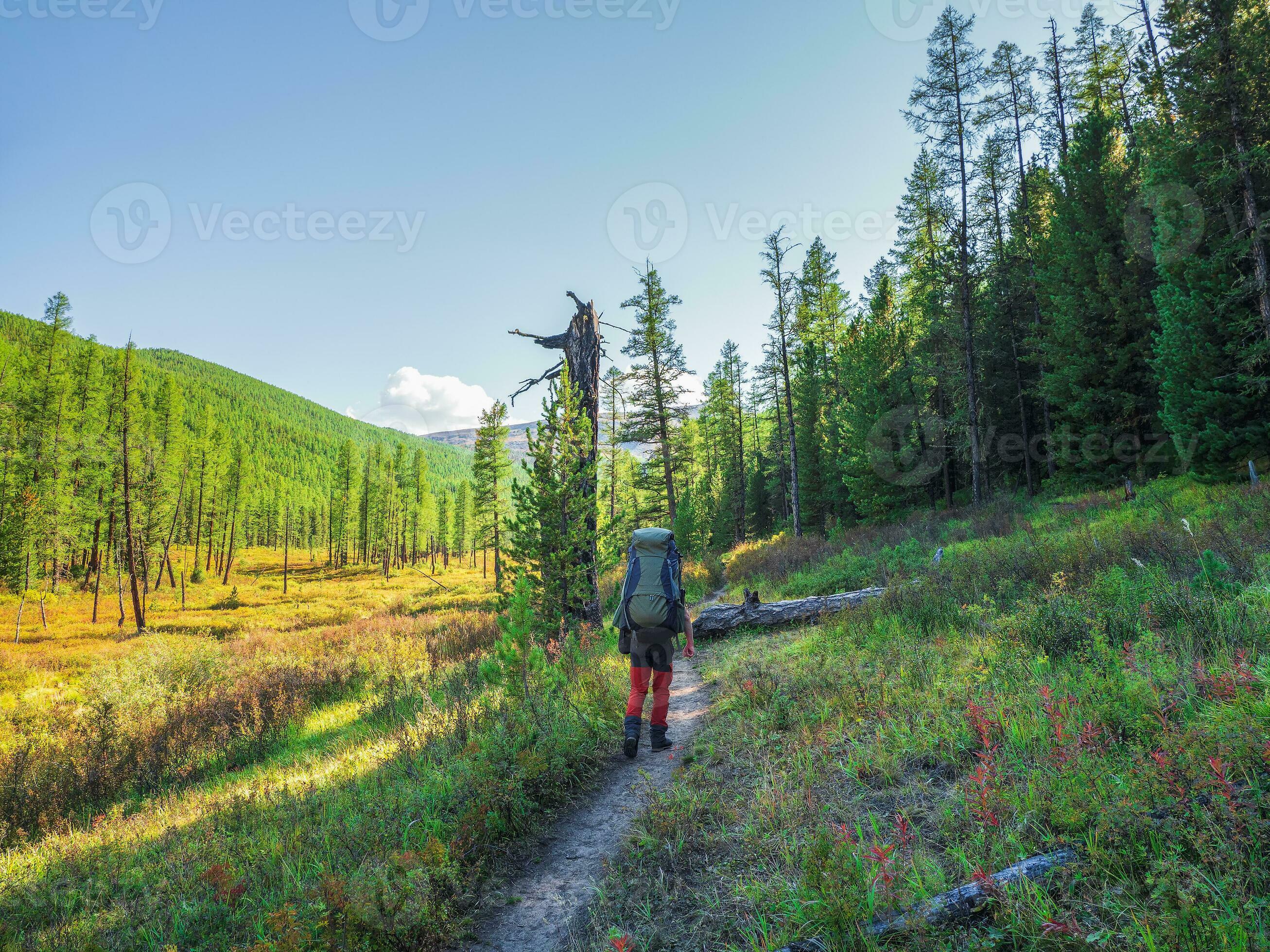 Hiking on the ecotrope. Solo hiking in the picturesque autumn mountain forest. Heavy climb in ...