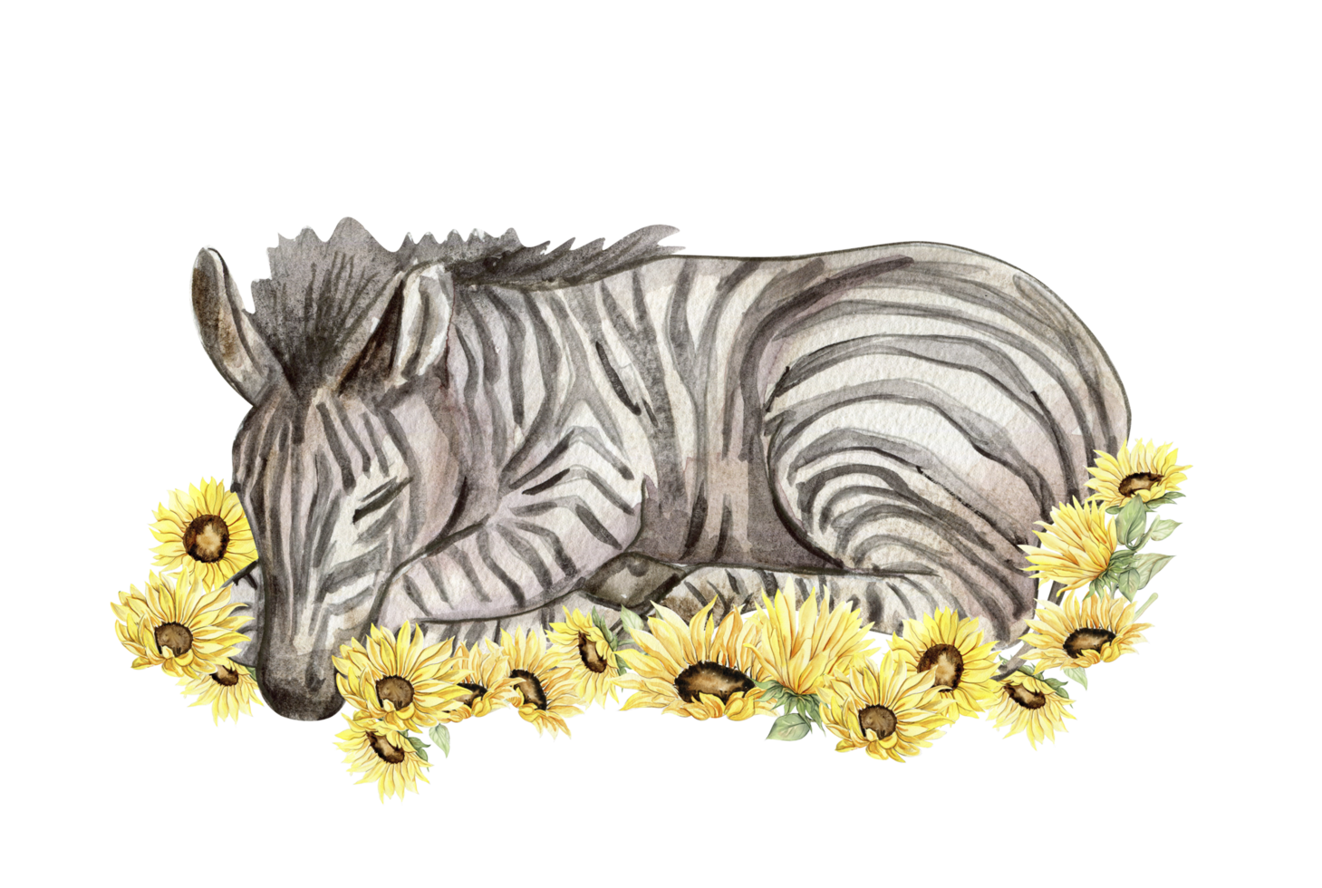 Zebra composition . Watercolor hand drawn tropical animal . 24786000 PNG