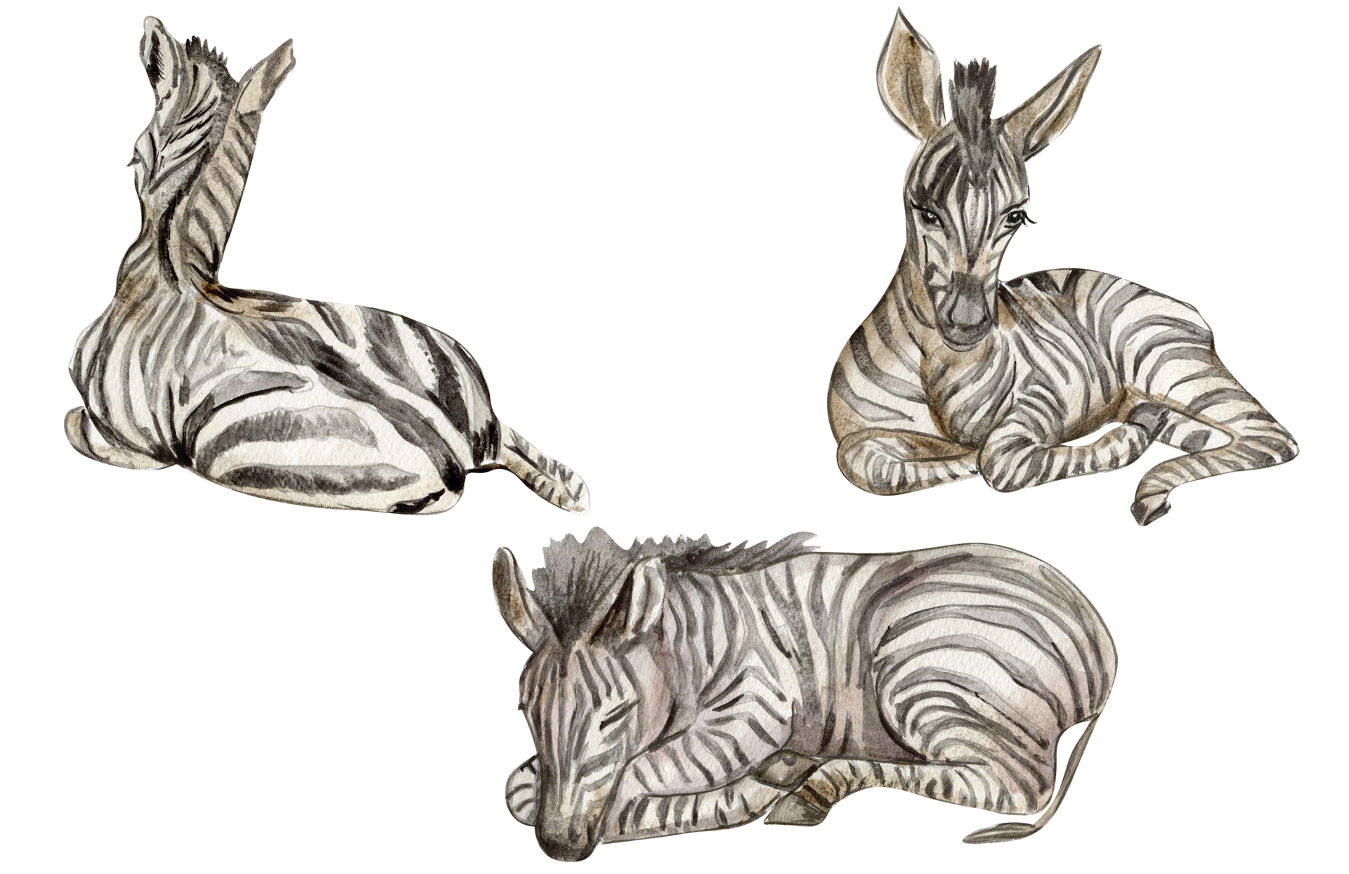 Zebra illustration, Watercolor hand drawn tropical animal . 24786006 PNG