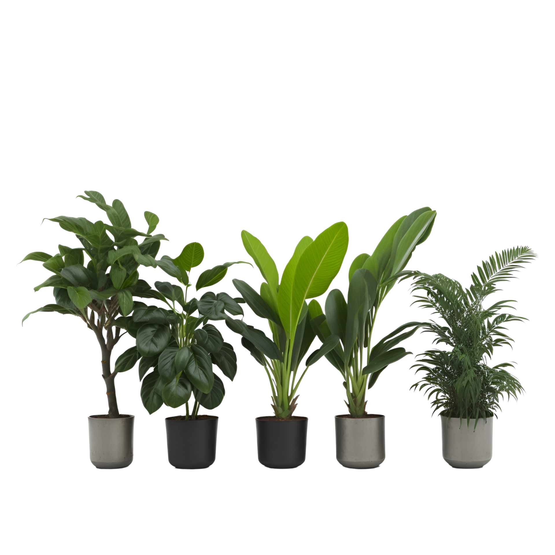 Potted plant isolated collection, set of potted plants on transparent ... Potted plant isolated collection, set of potted plants on transparent ...