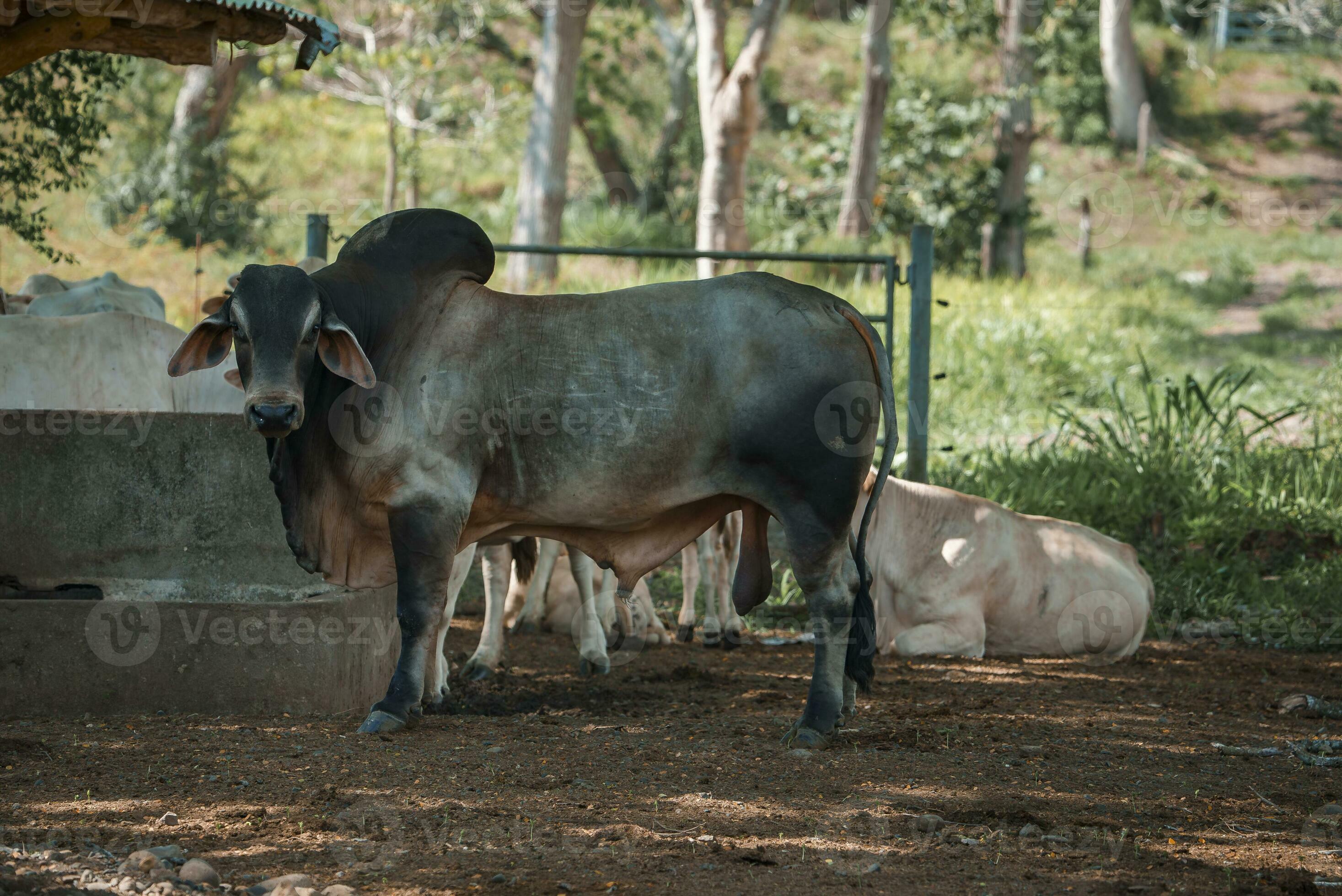 Black Brahman Cattle
