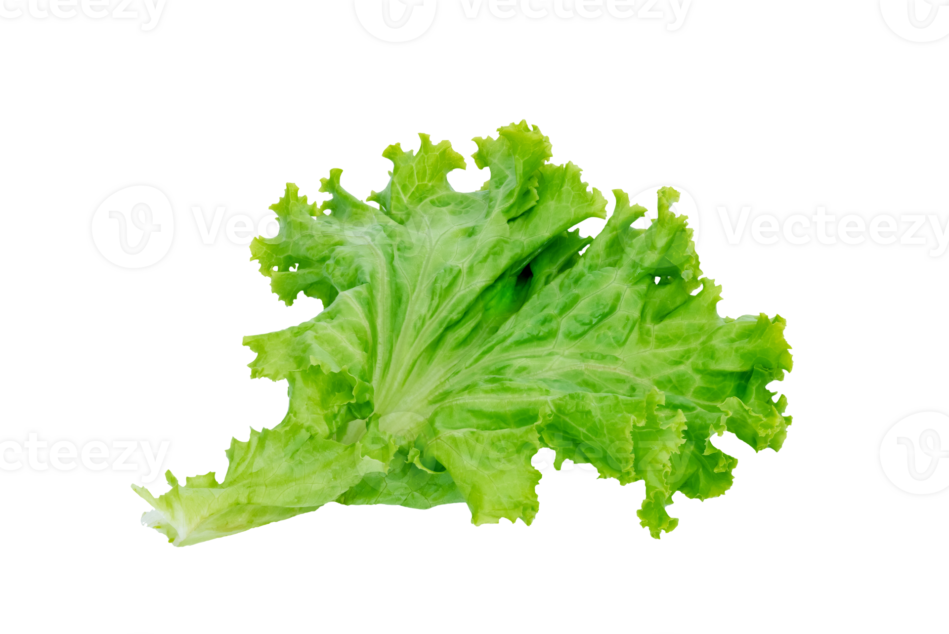 green lettuce leaves isolated 24831302 PNG green lettuce leaves isolated 24831302 PNG
