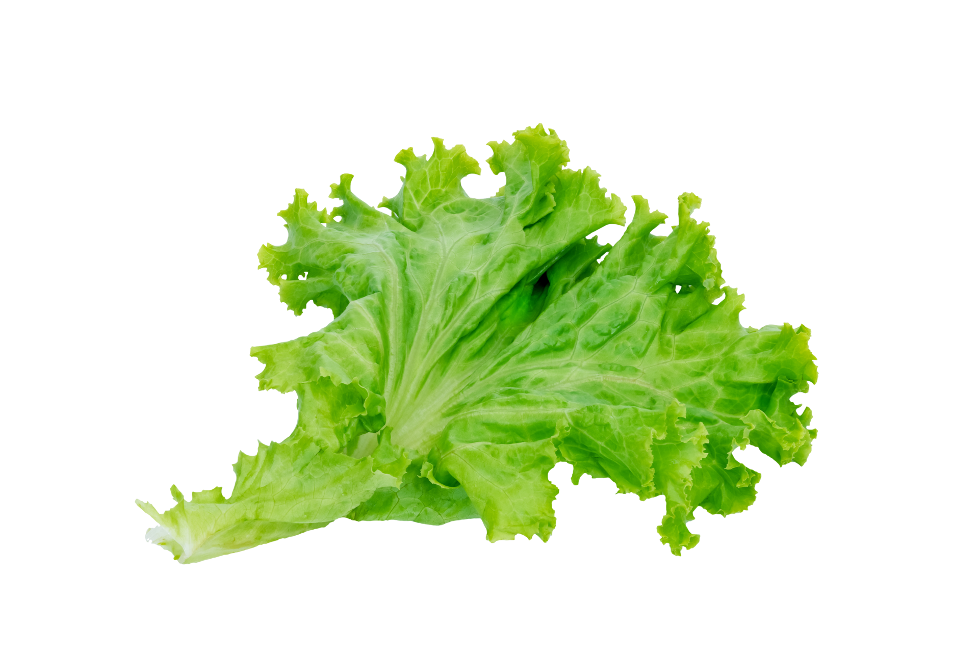 green lettuce leaves isolated 24831302 PNG