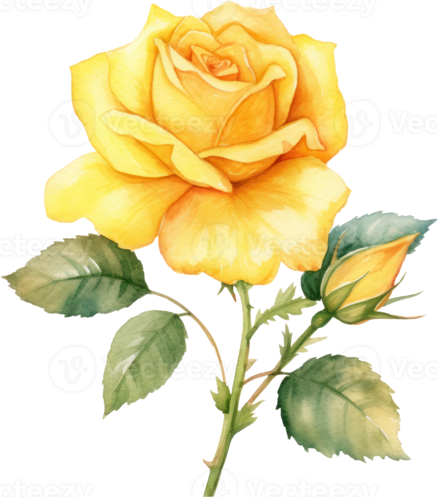 Yellow Rose Flower Watercolor Ai Generated 24831538 Png