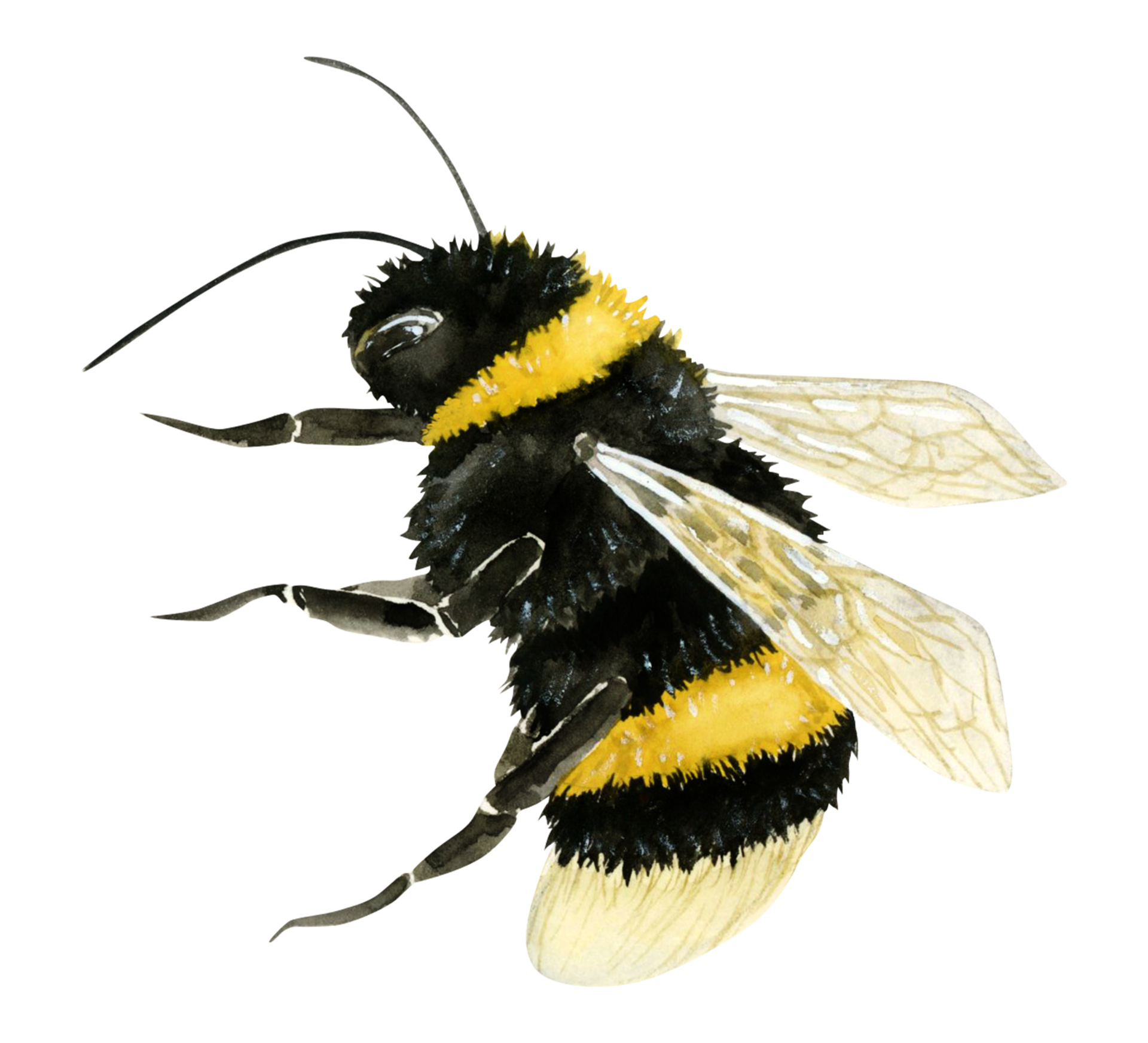 Flying bumblebee watercolor insect Illustration. Summer animal for ...