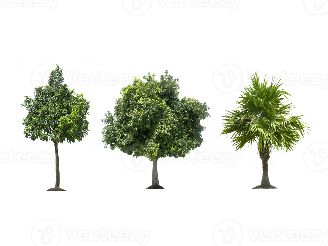 tree, transparent background 24850860 PNG