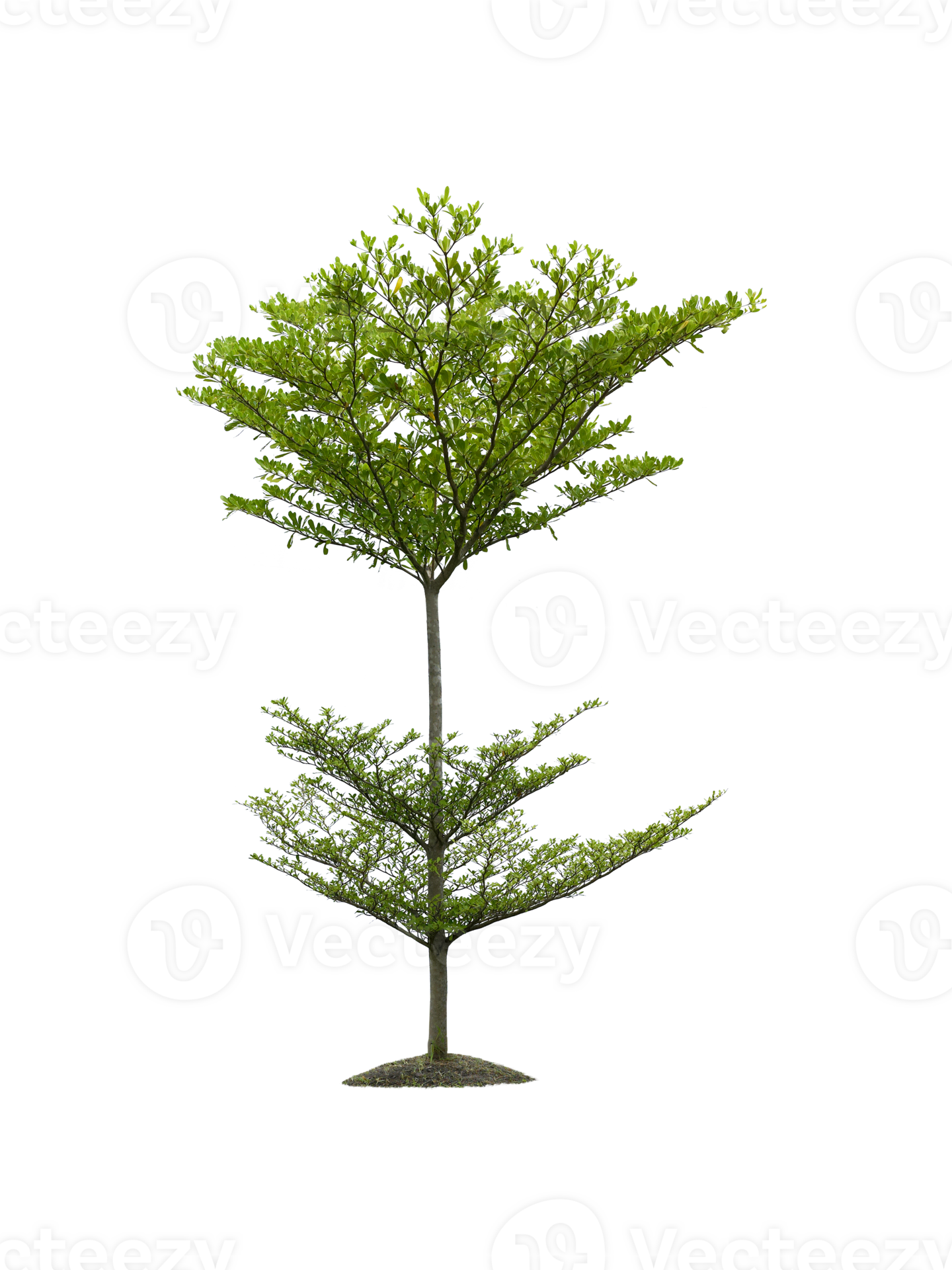 tree, transparent background 24850863 PNG