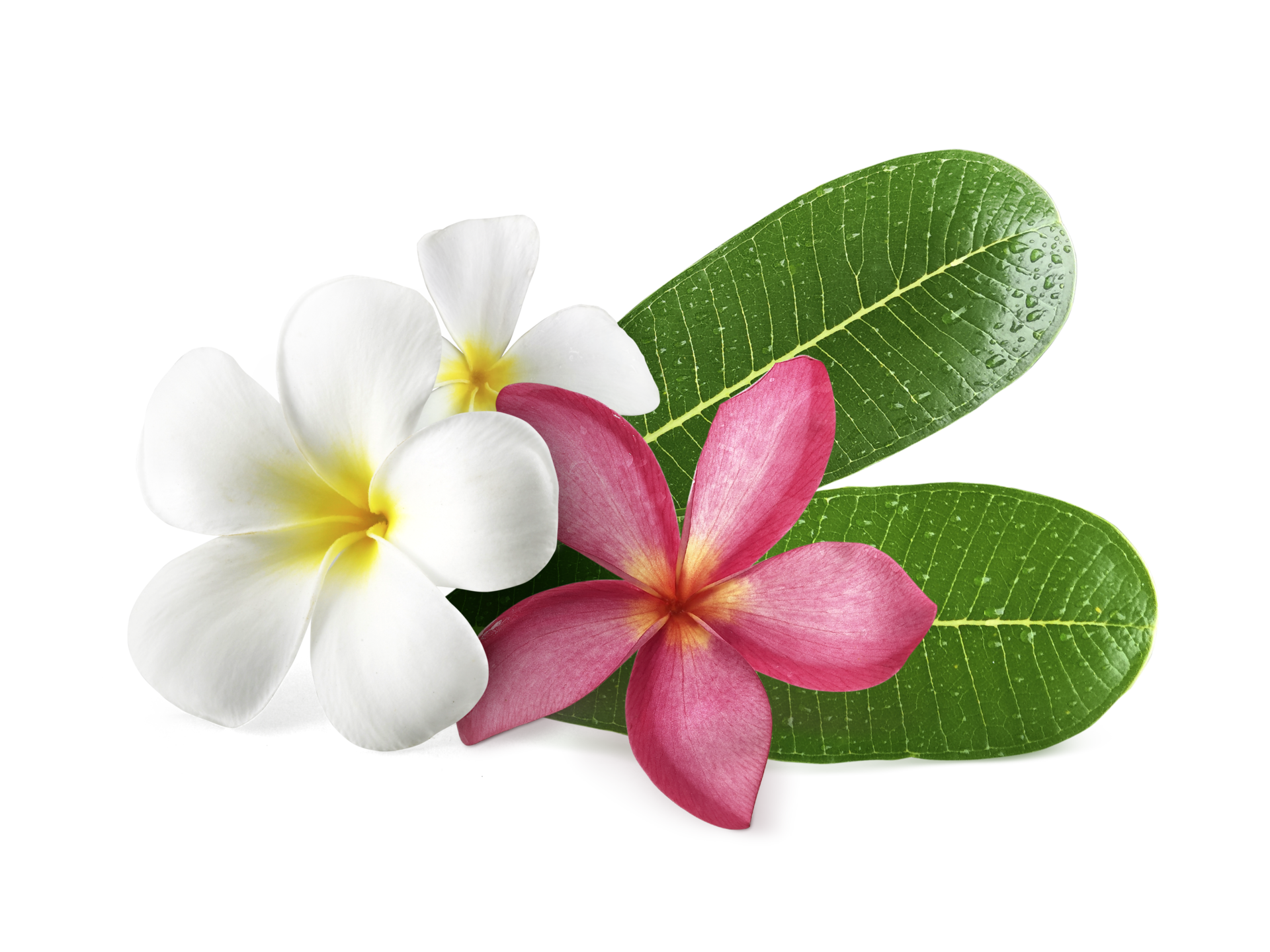 Frangipani flowers with leaves transparent background 24852325 PNG Frangipani flowers with leaves transparent background 24852325 PNG
