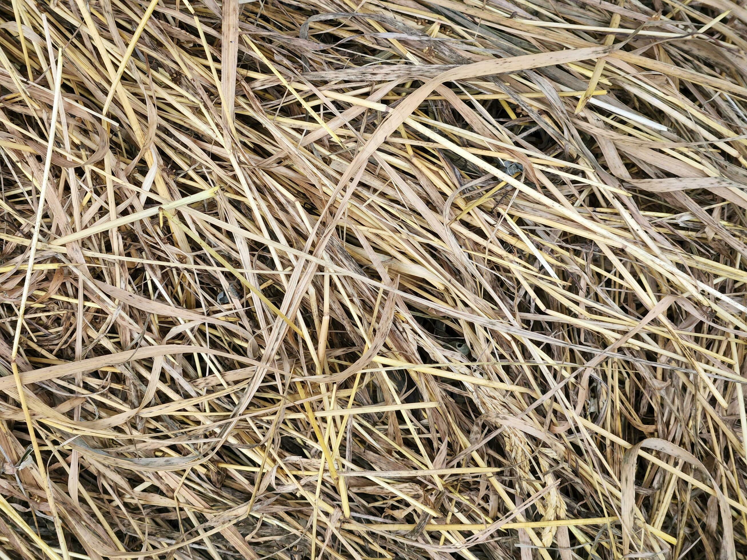 Dry Grass Dried Cut Grass Hay Dry Grass Background 24862870 Stock