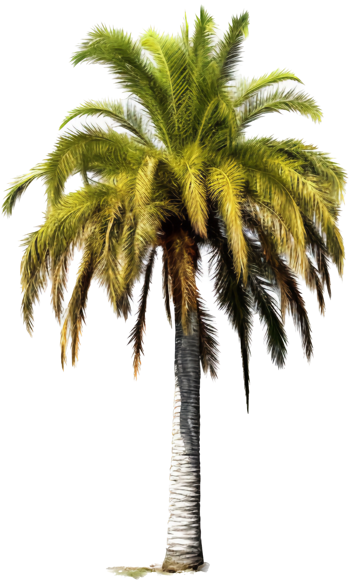 Palm tree with . 24865870 PNG