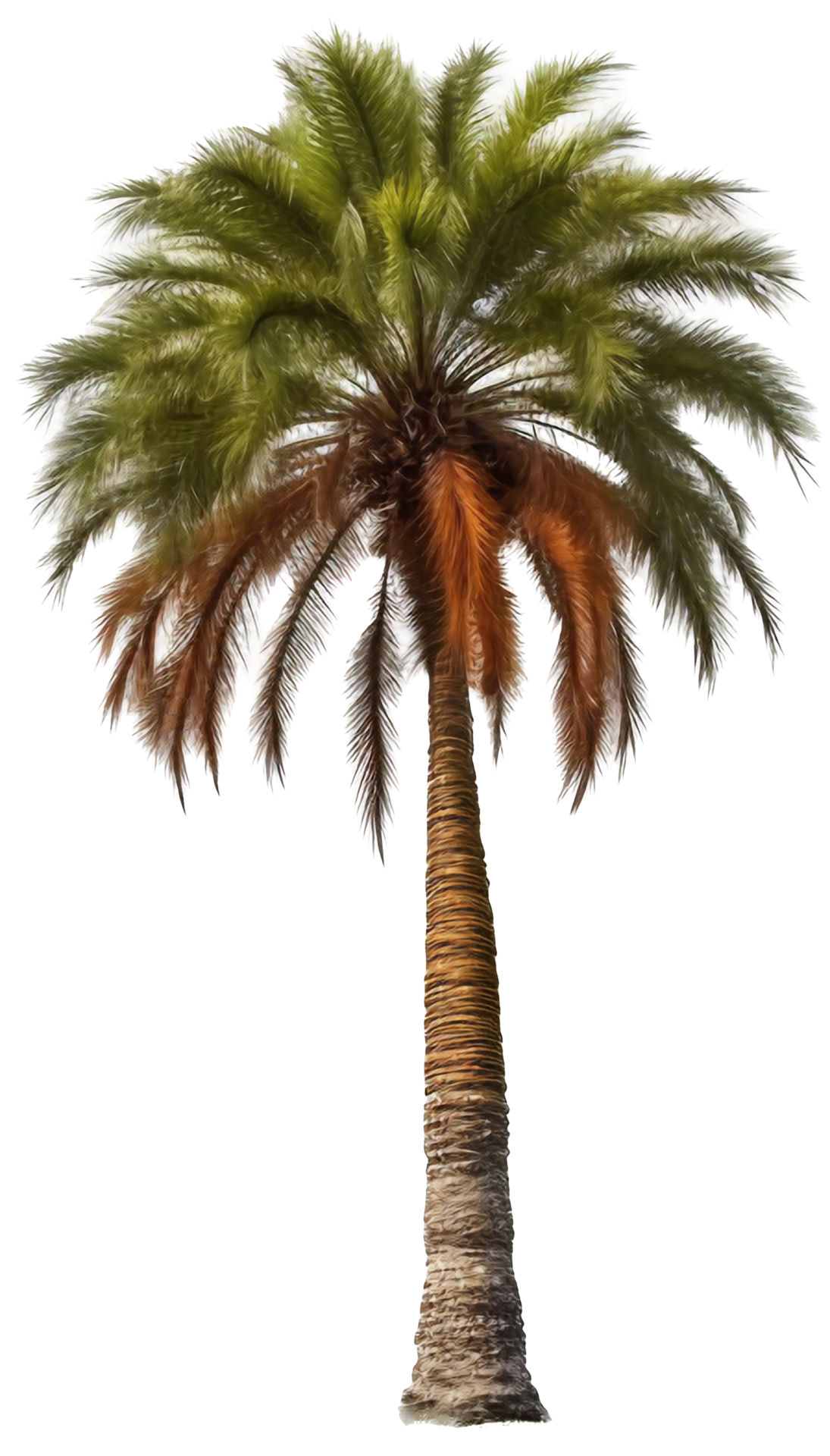 Palm tree with . 24865871 PNG