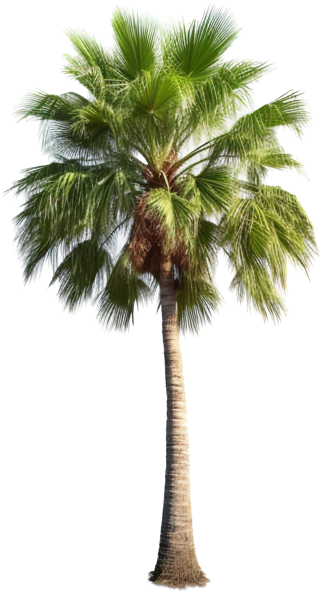 Palm tree with . 24866008 PNG Palm tree with . 24866008 PNG