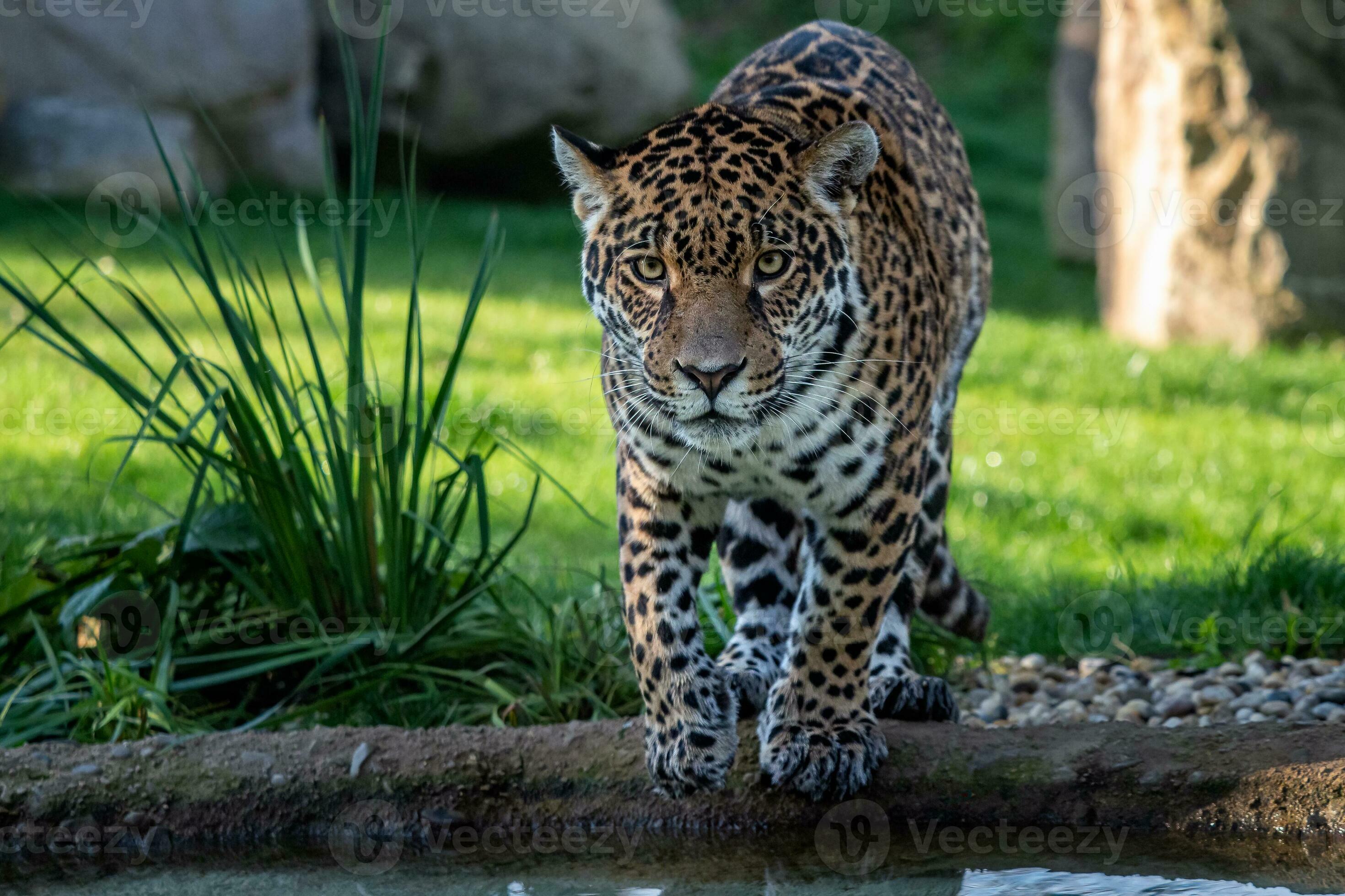 jaguar es acerca de a saltar dentro el agua. panthera onca. 24867645 Foto de stock en Vecteezy