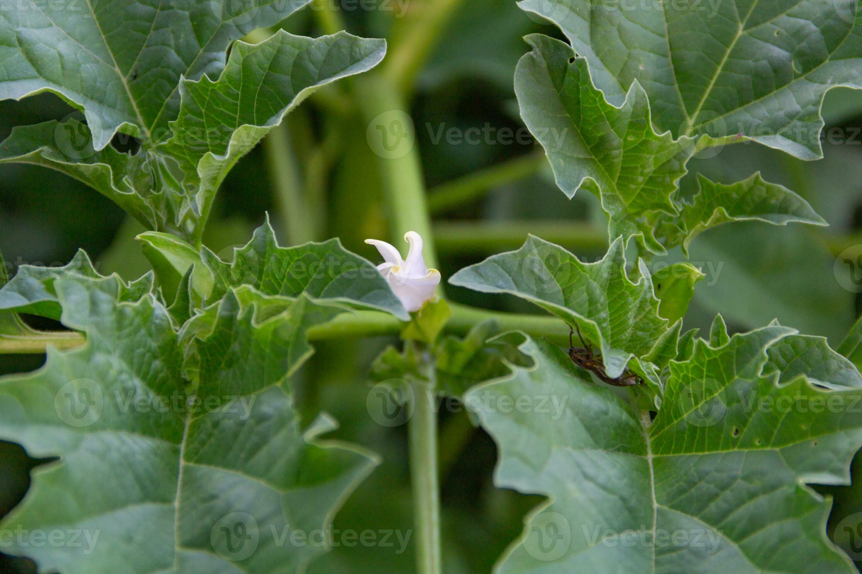 wild datura ferox plant blooming in spring 24868226 Stock Photo at Vecteezy