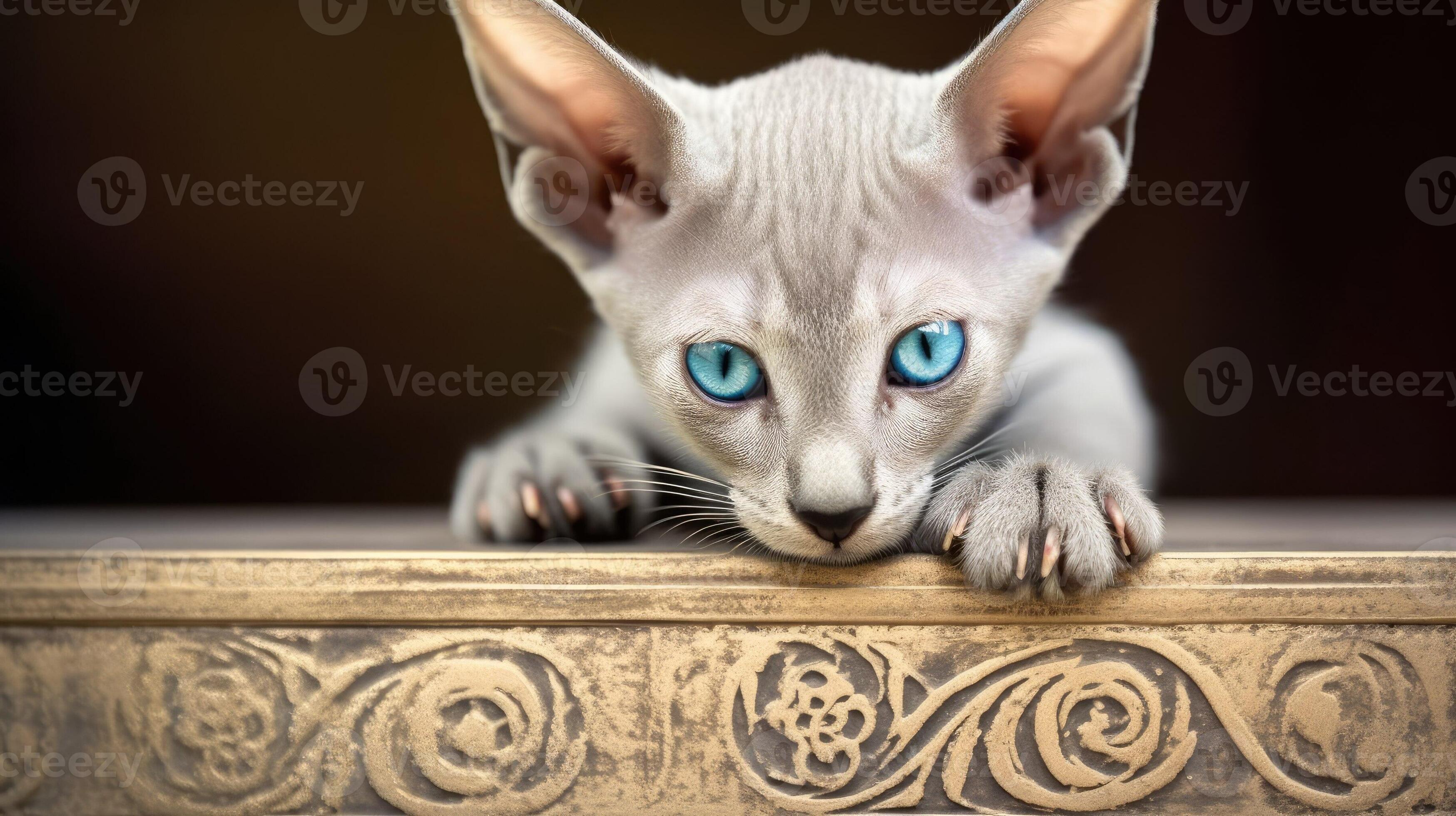 Cats elegantly modeling jewelry and accessories for a luxury brand ... Cats elegantly modeling jewelry and accessories for a luxury brand ...