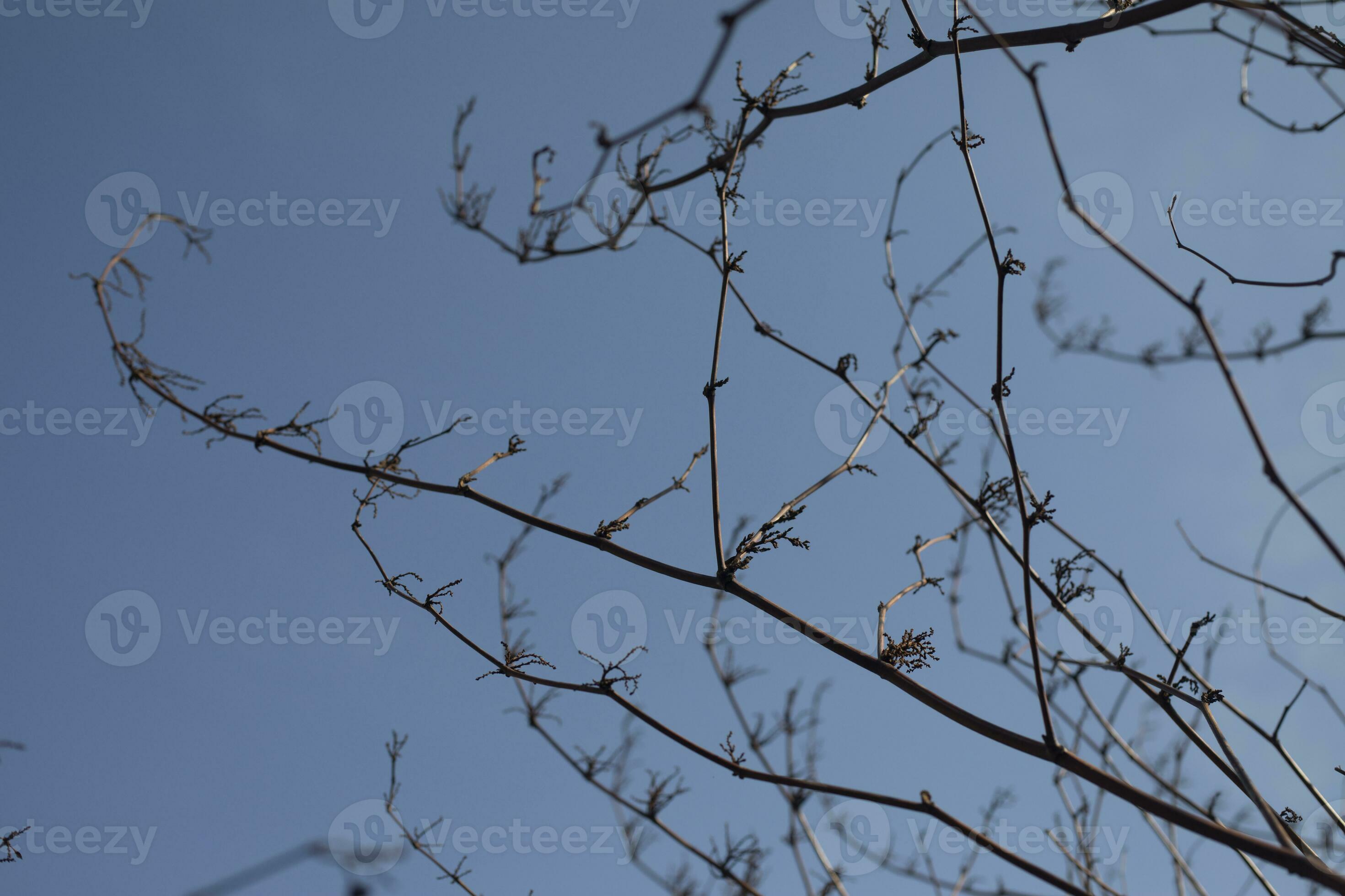 Branches without leaves. Bush stems. Plant in spring against sky ...