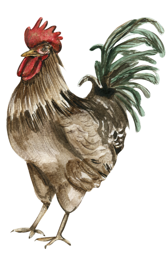 Acquerello Disegno Cazzo Mano Disegnato Gallo Artistico Pittura Illustrazione Di Pollame