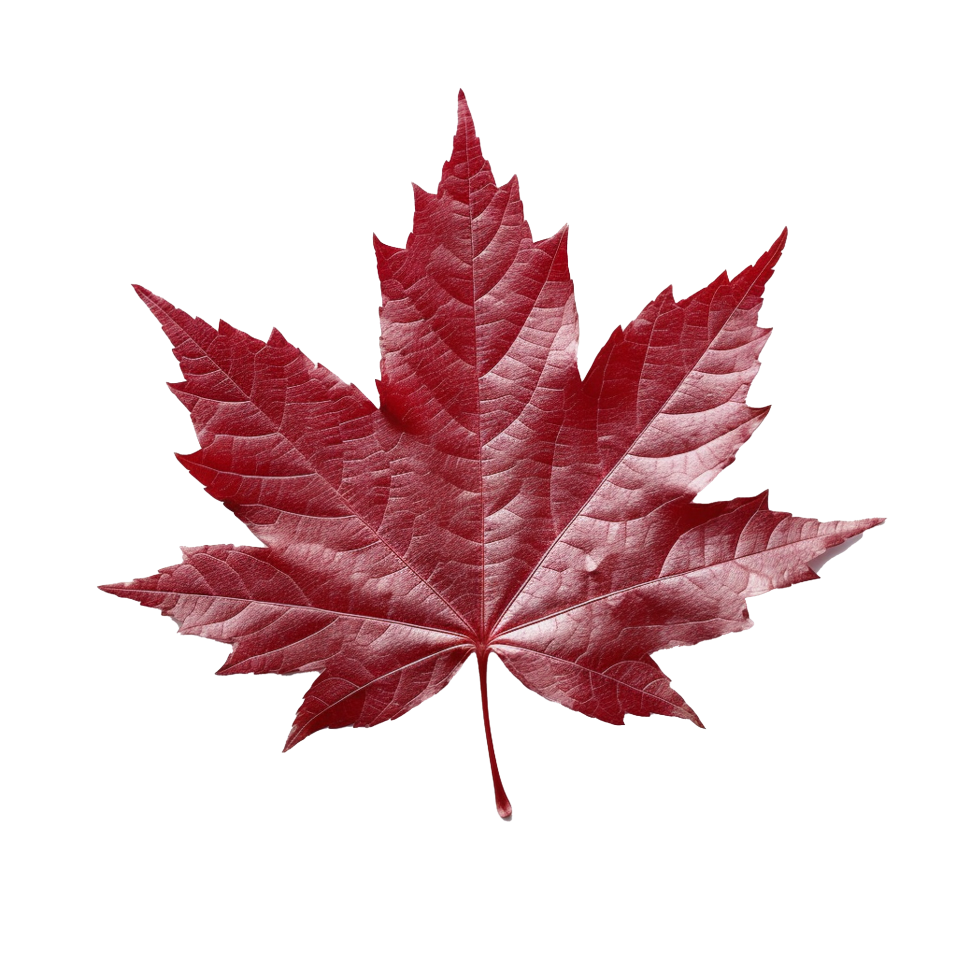 Japanese Maple Leaf Isolated On Background With Generative Ai 24954711 Png