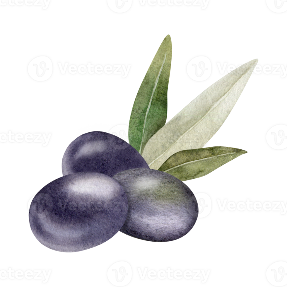 Olive Fruits And Leaves Vegetarian Food Watercolor Hand Drawn