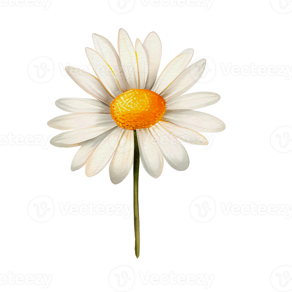 Watercolor Daisy Aesthetic 24994175 Png