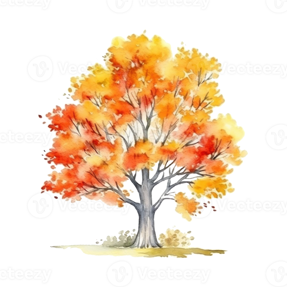 Watercolor Autumn Tree. Illustration 25037422 PNG