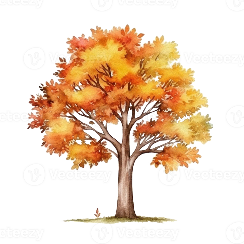 Watercolor Autumn Tree. Illustration 25037438 PNG