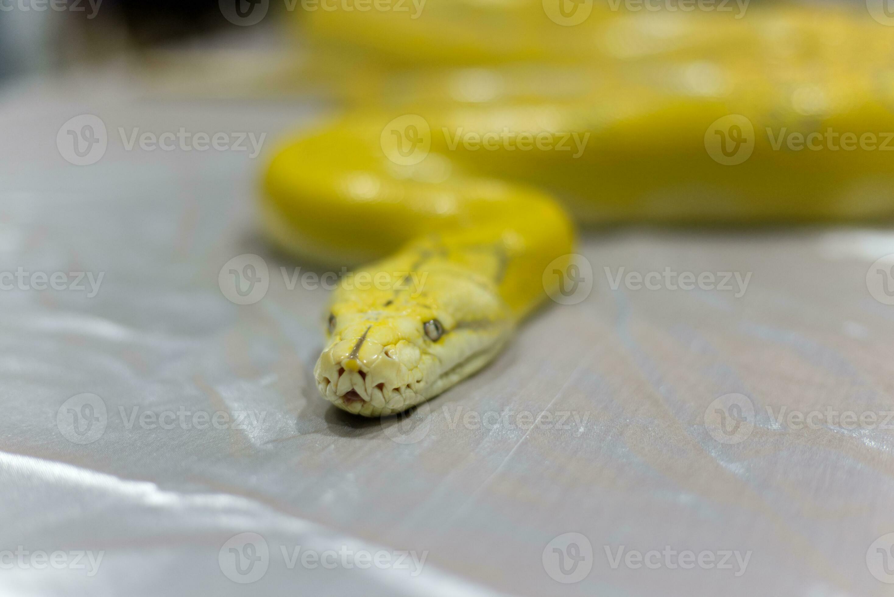 yellow corn snake blizzard ball python on the box 25045236 Stock Photo ...