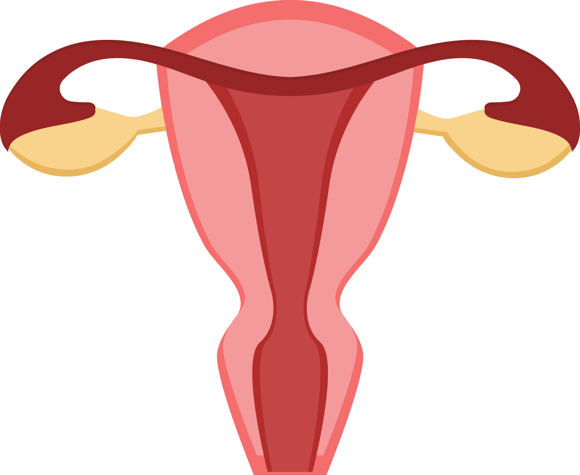 Isolated Female Reproductive System Icon In Flat Style 25076728 Vector
