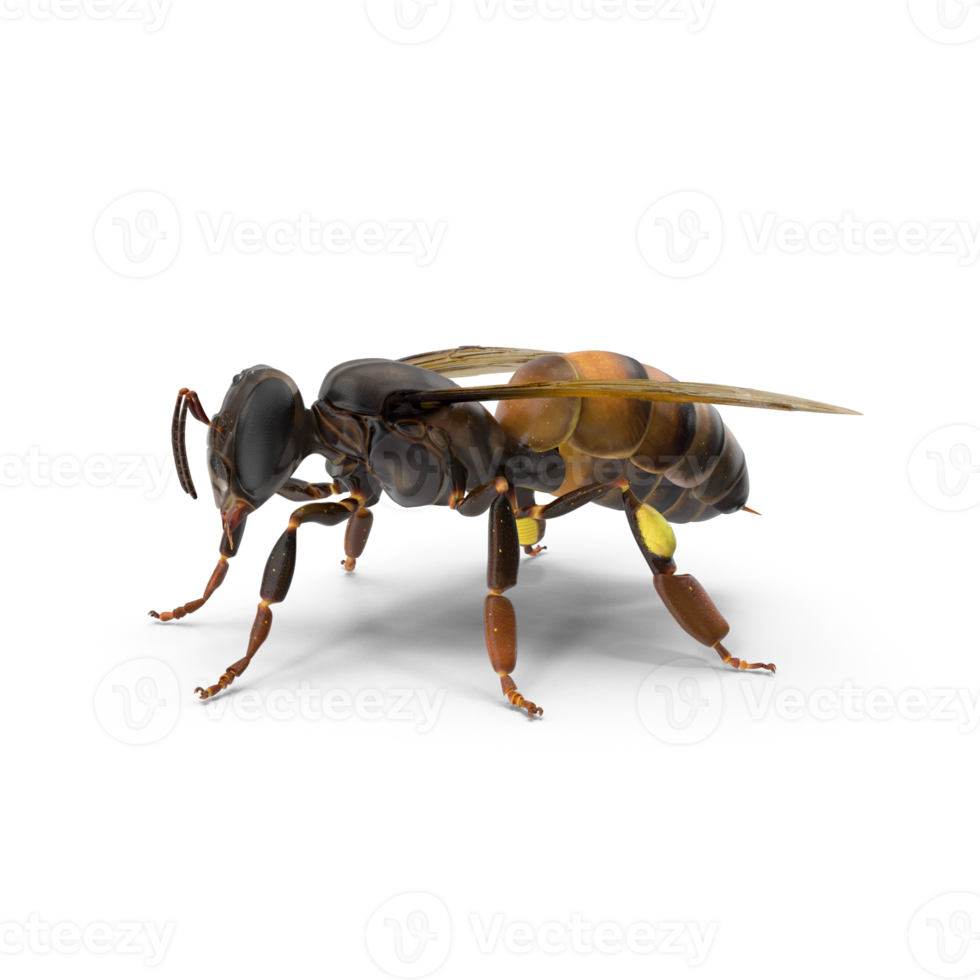 Big Drone Bee Or Male Honey Bee 25138514 Png