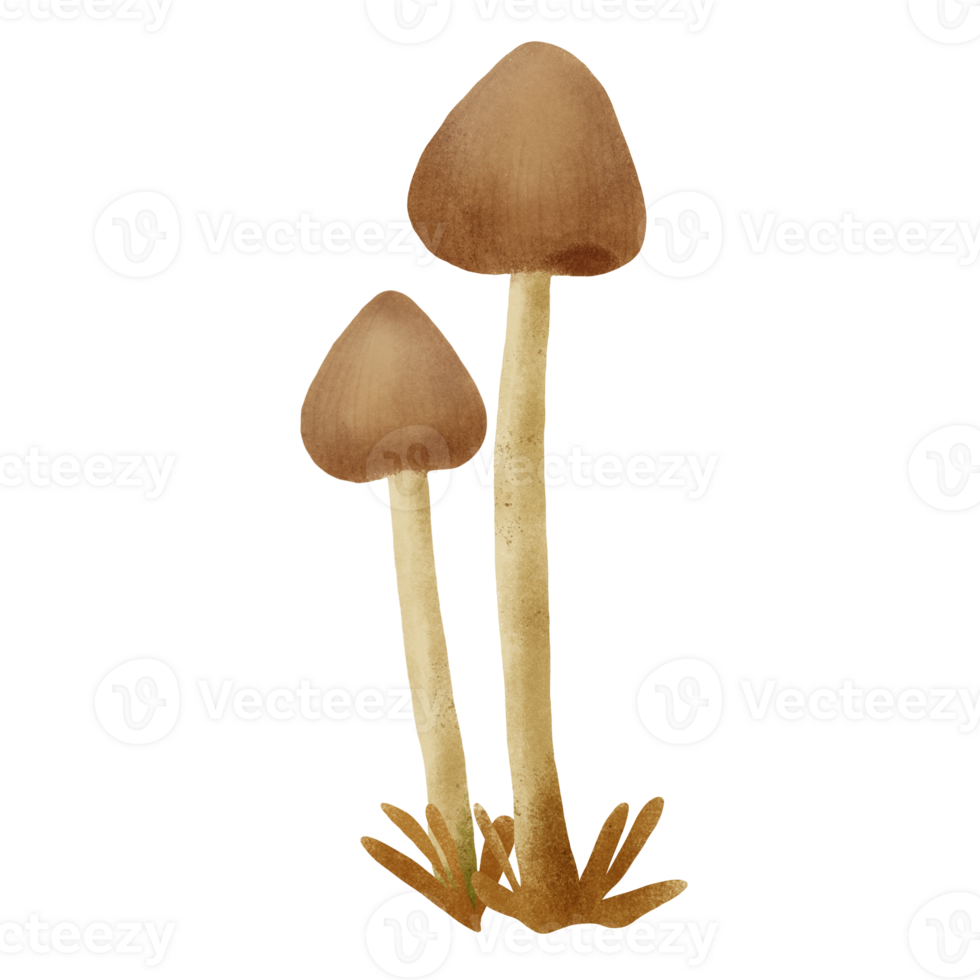 Liberty Cap Mushroom Hand Drawn Illustration 25142910 Png