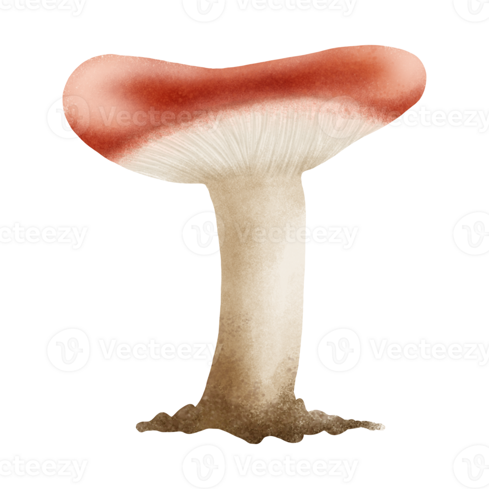Russula Mushroom Hand Drawn Illustration 25143315 Png