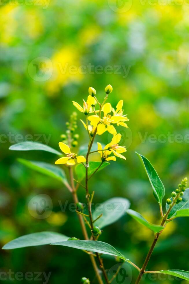 thryallis glauca, galfimia, oro ducha, amarillo flor natural 25167871 Foto de stock en Vecteezy