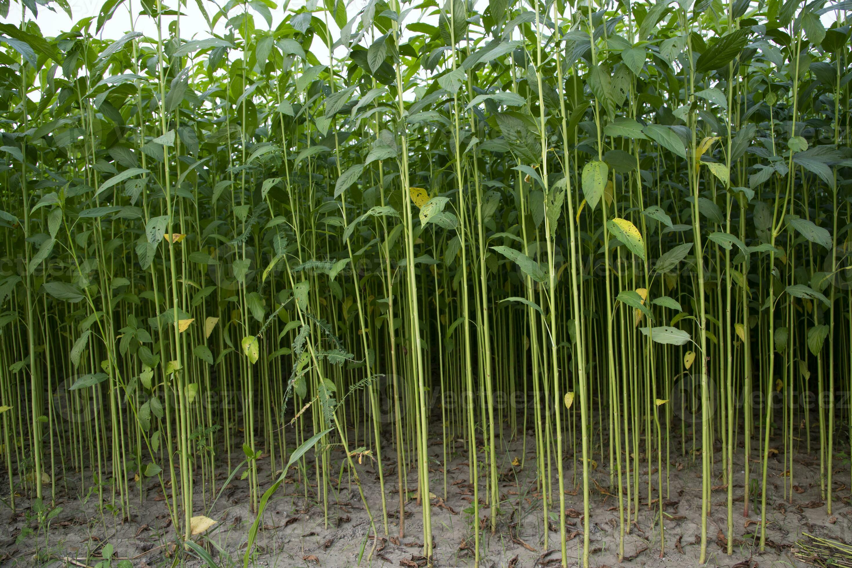 Jute plants growing in a field in the countryside of Bangladesh 25223092 Stock Photo at Vecteezy