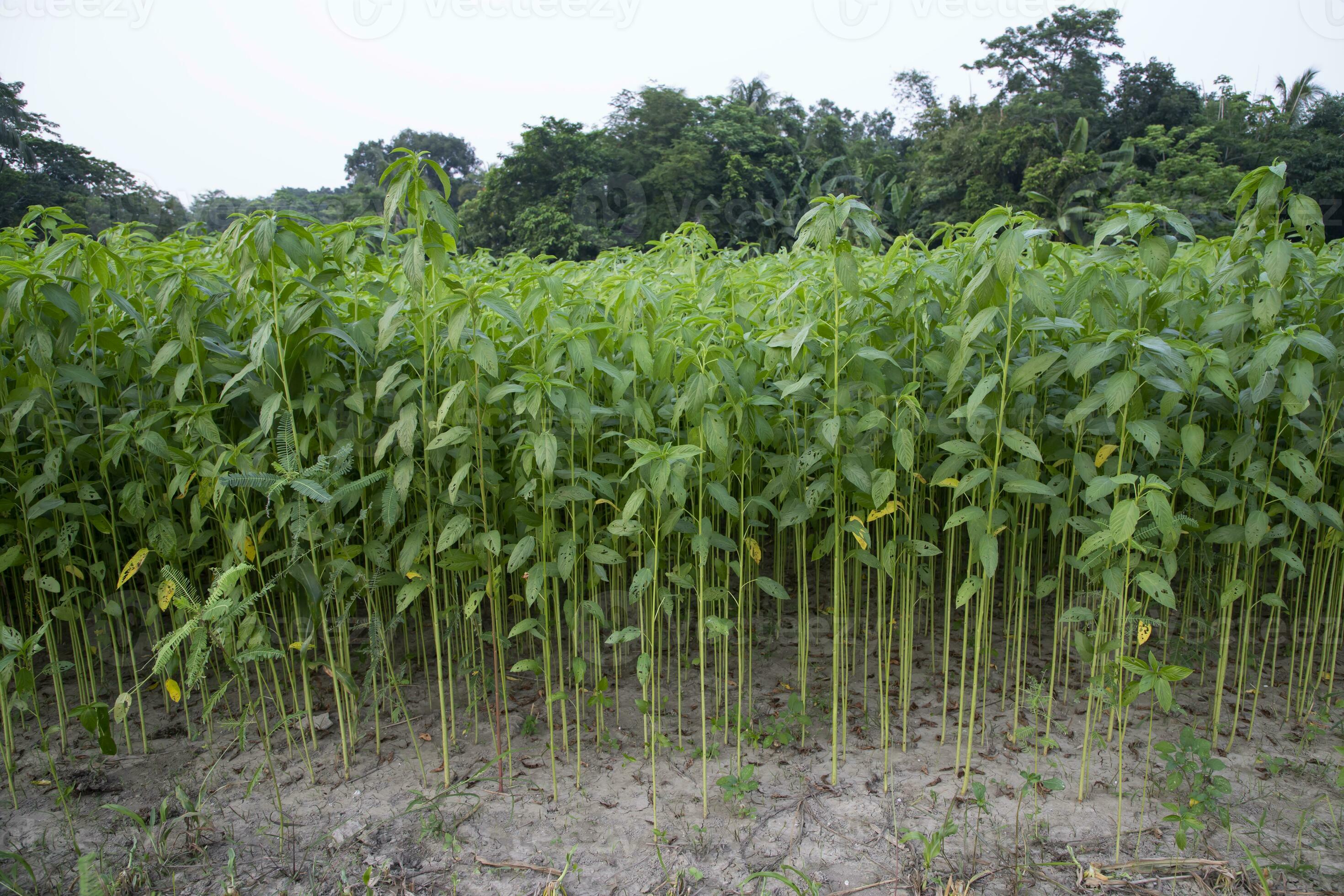 Jute plants growing in a field in the countryside of Bangladesh 25223496 Stock Photo at Vecteezy