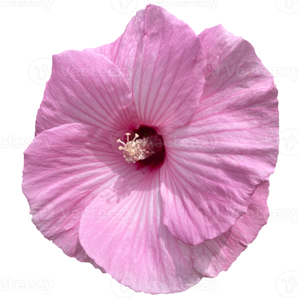 Swamp Rose Mallow Plant 25246673 Png