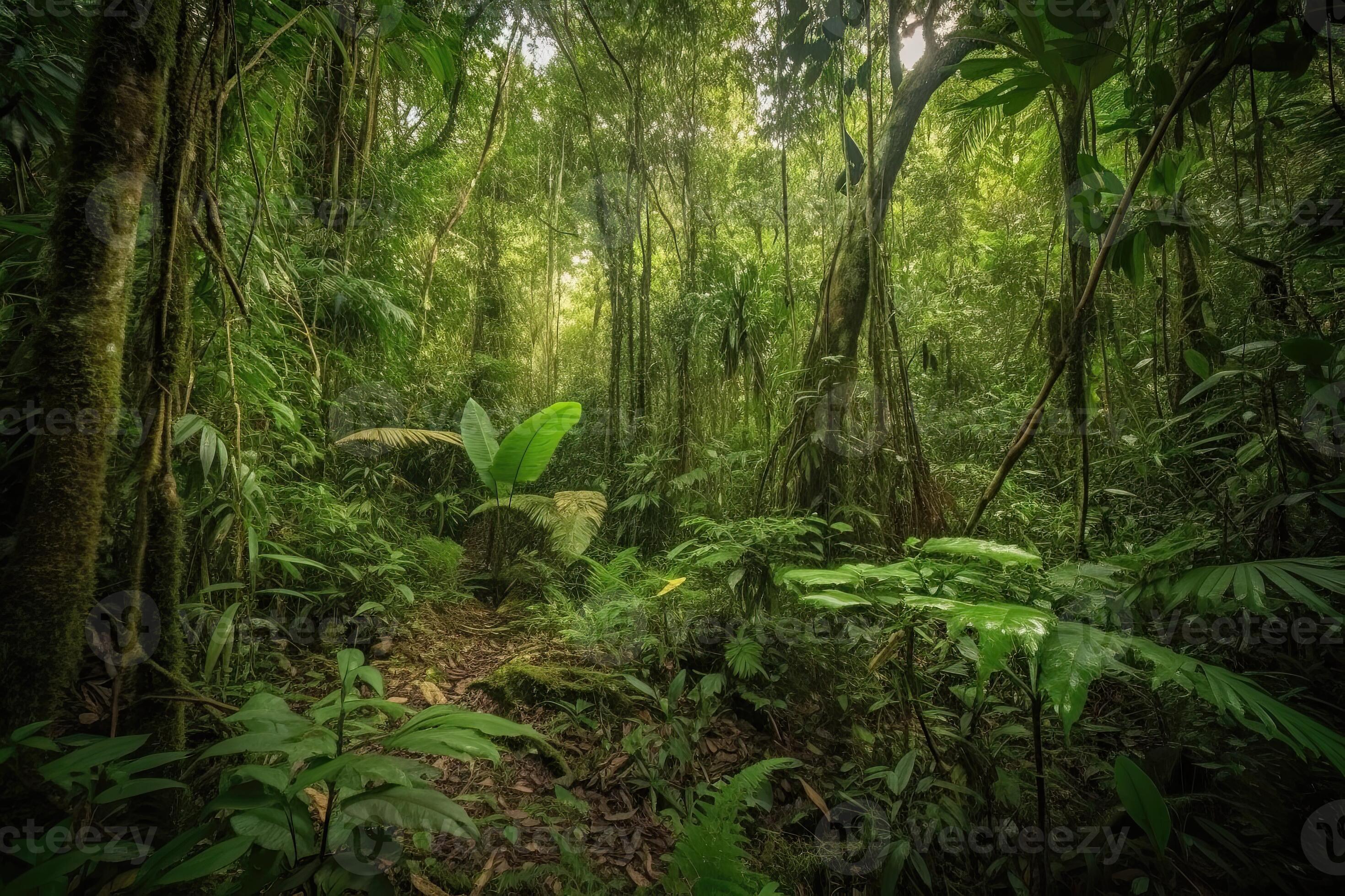 Rainforest Ecosystems