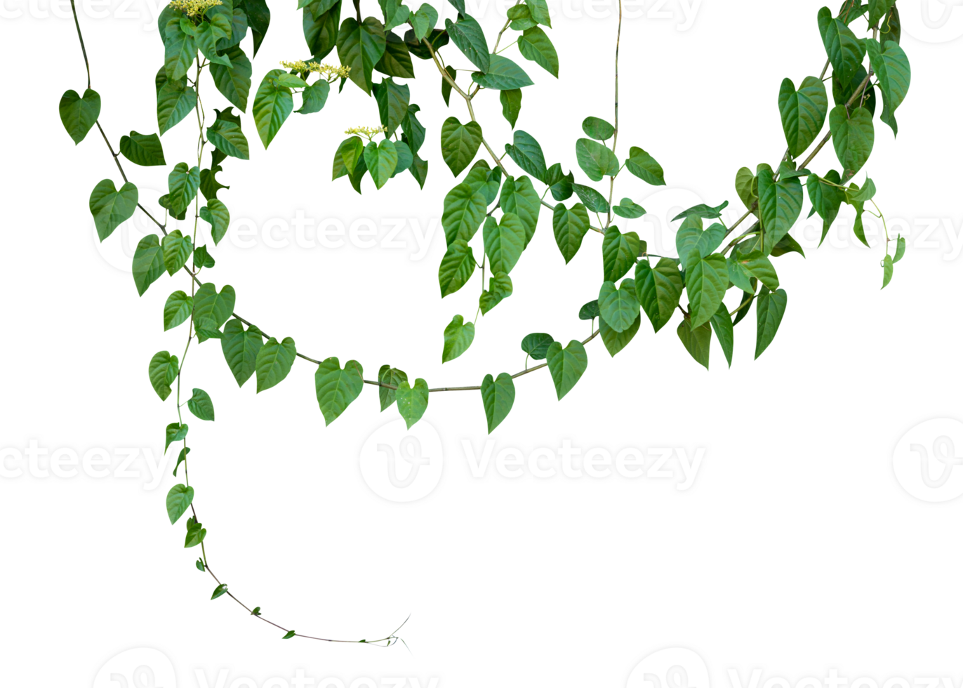 Natural Hanging Plant Decoration For Design Frame Isolated 25254254 Png