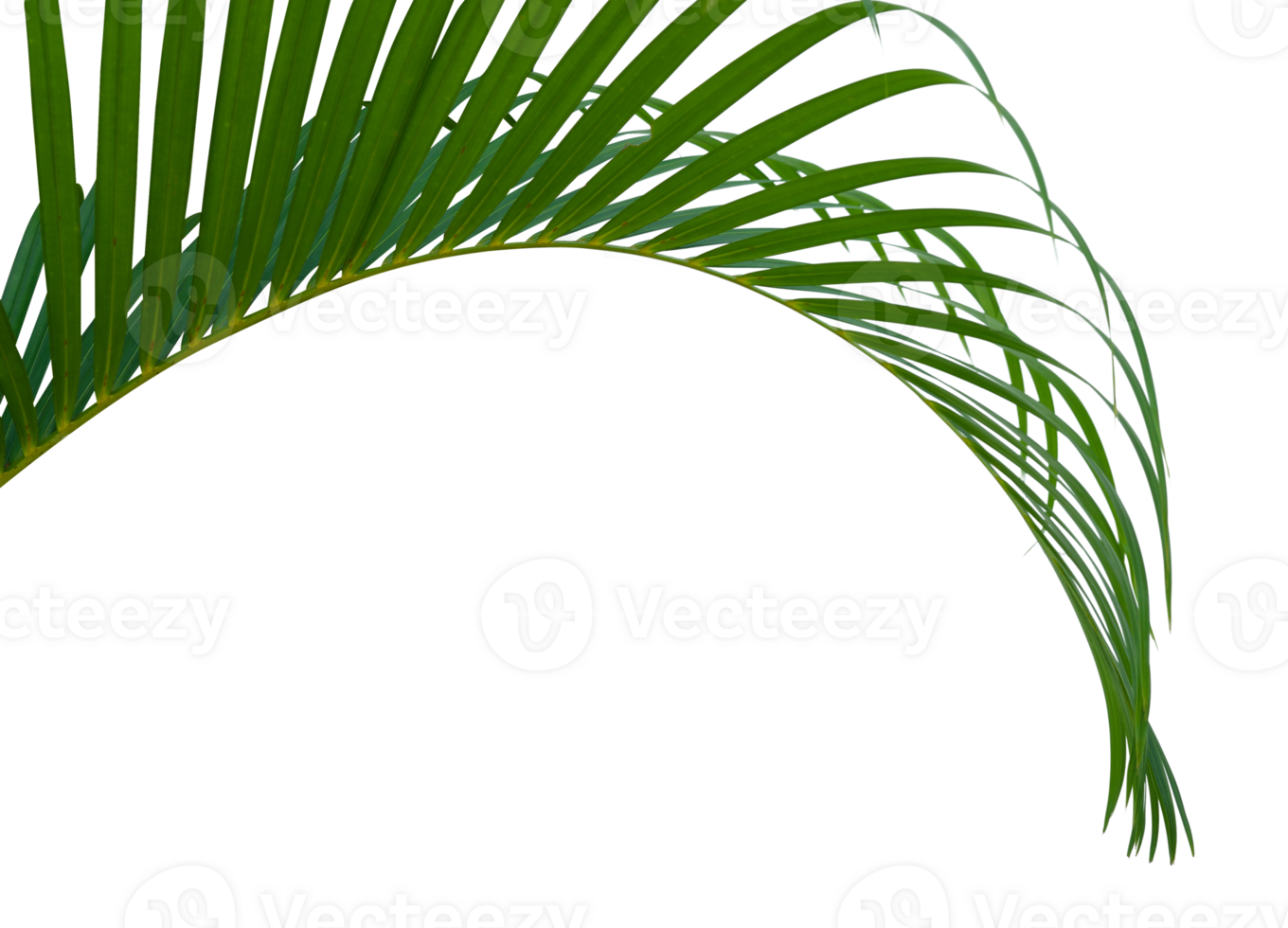 Aesthetic Palm Leaf Isolated Element 25254311 Png