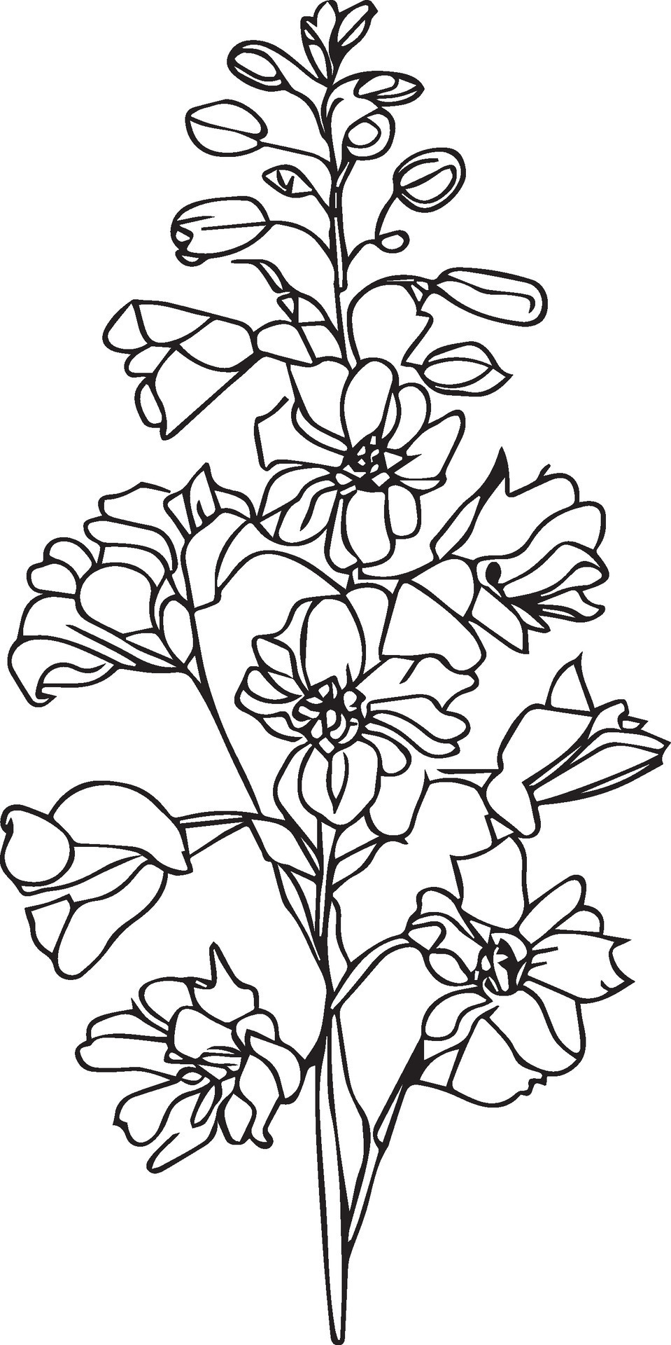 July Birth Flower Larkspur Drawing, minimalist july birth flower ... July Birth Flower Larkspur Drawing, minimalist july birth flower ...
