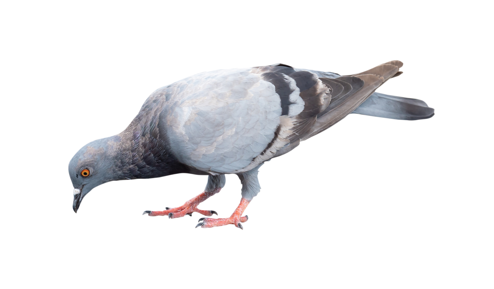 Single wild pigeon standing and looking down the ground to find out ... Single wild pigeon standing and looking down the ground to find out ...