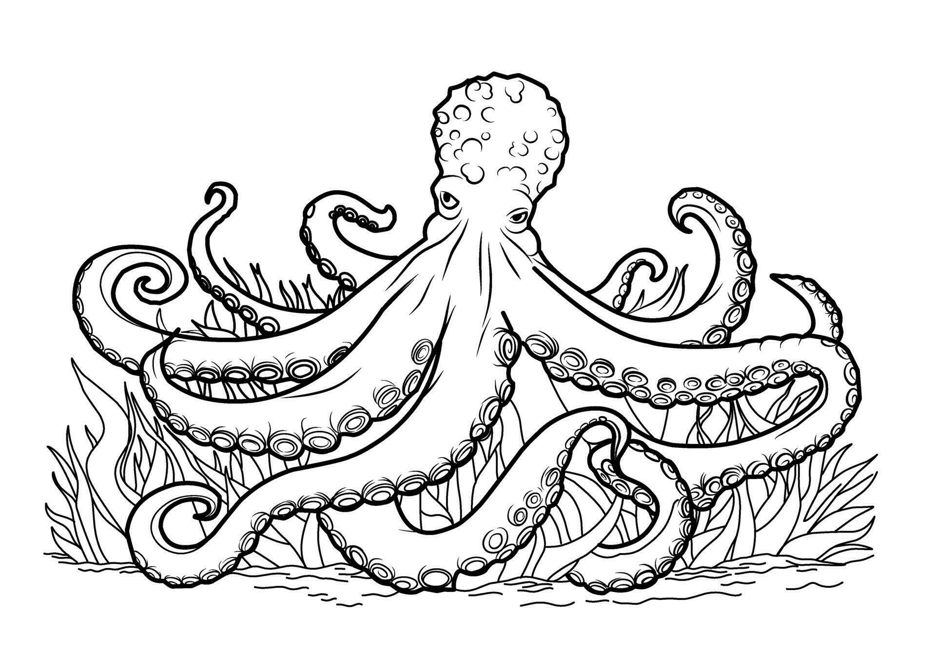 Octopus coloring book. Coloring page simple line illustration of ...