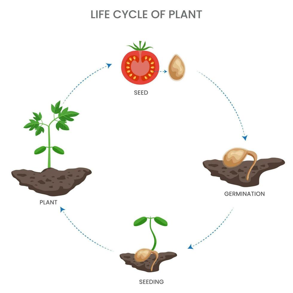 Seed Plant Life Cycle