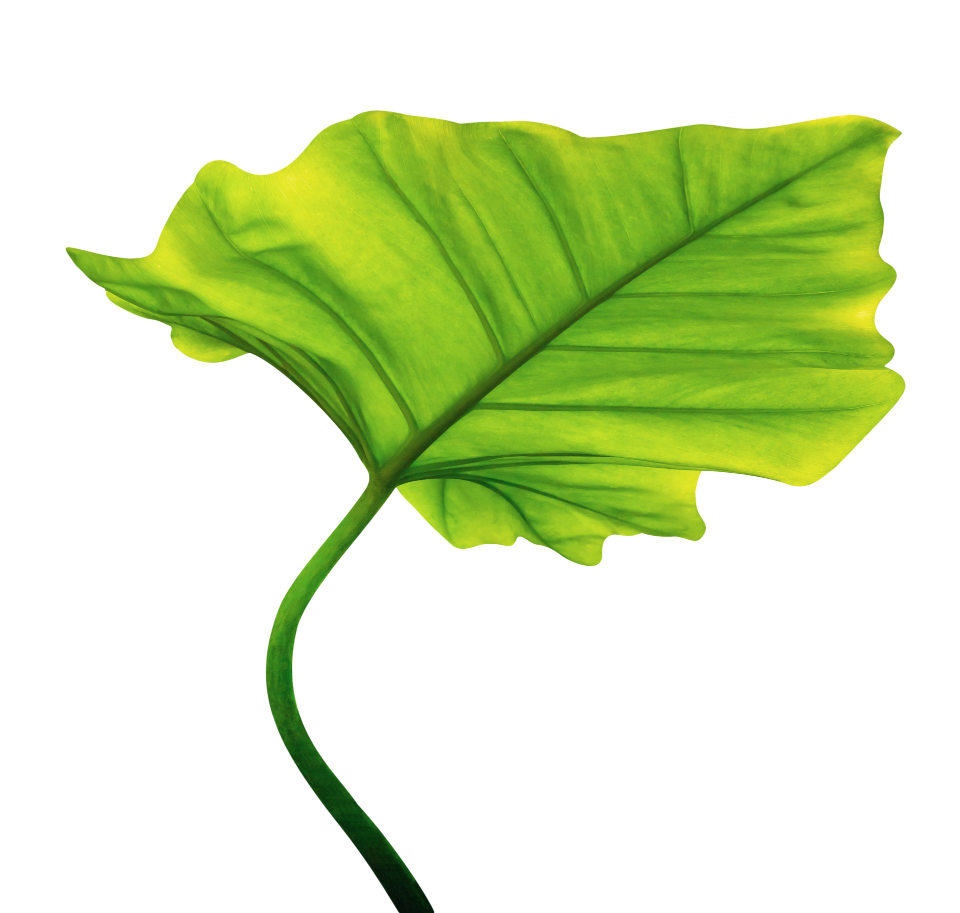 Green Leaves Pattern Of Tropical Leaf Plant Isolated 25272782 PNG Green Leaves Pattern Of Tropical Leaf Plant Isolated 25272782 PNG