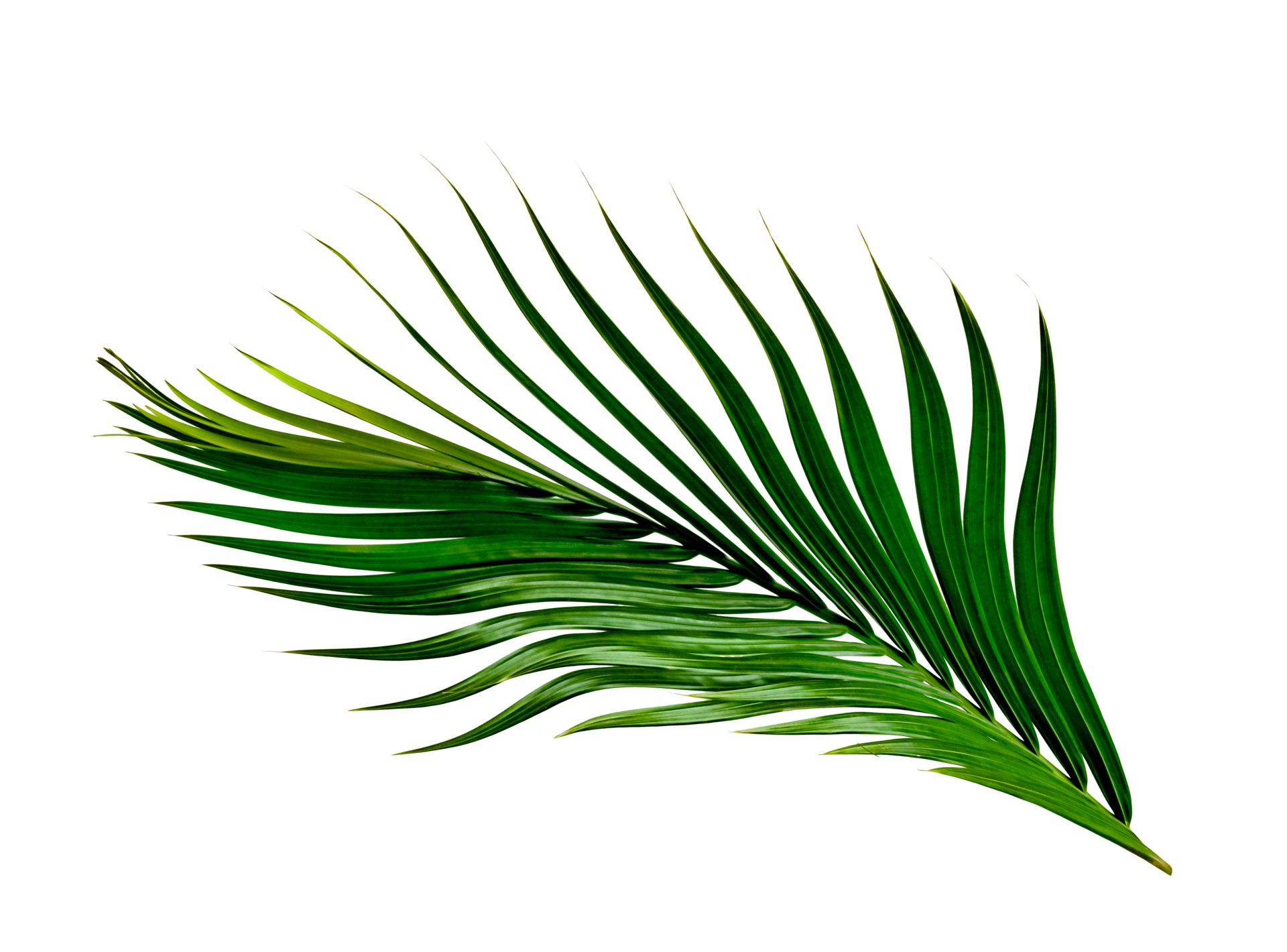 Green Leaves Pattern Leaf Palm Tree Isolated 25272785 Png