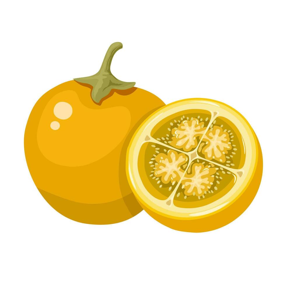 Vector illustration, Solanum quitoense, known as naranjilla, isolated ... Vector illustration, Solanum quitoense, known as naranjilla, isolated ...