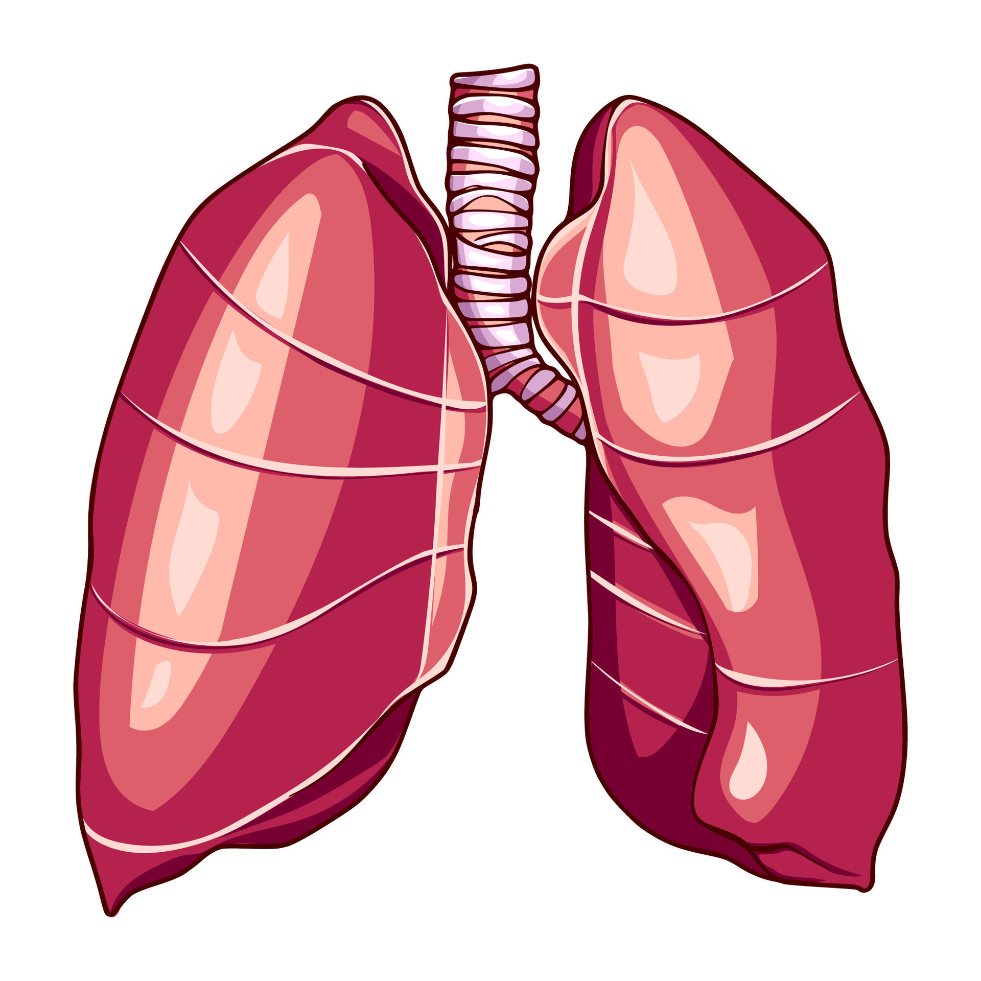 ORGANS IN THE HUMAN BODY 25275189 Vector Art At Vecteezy organs-in-the-human-body-25275189-vector-art-at-vecteezy