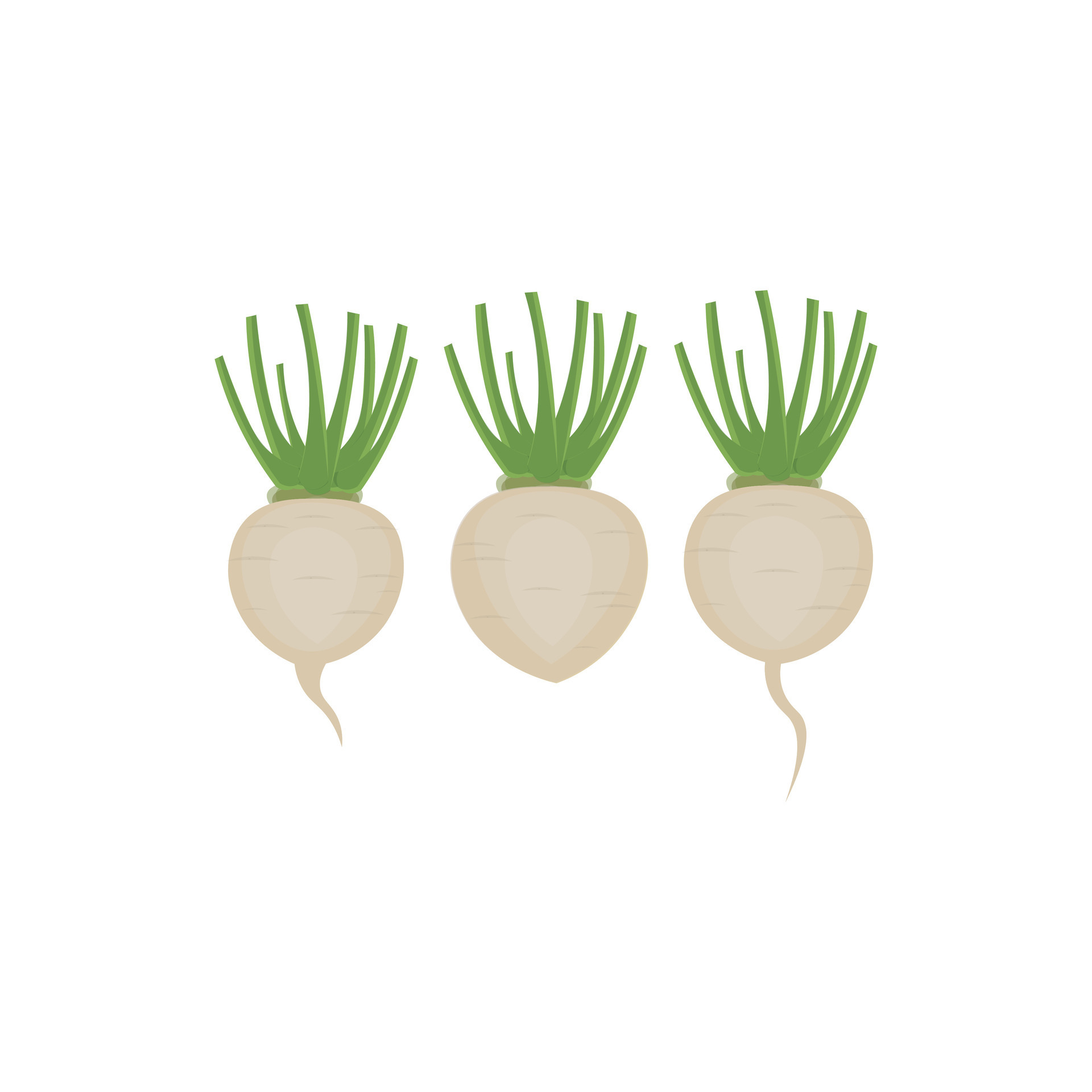 Fresh Turnip Vegetable Illustration Logo 25275522 Vector Art at Vecteezy Fresh Turnip Vegetable Illustration Logo 25275522 Vector Art at Vecteezy