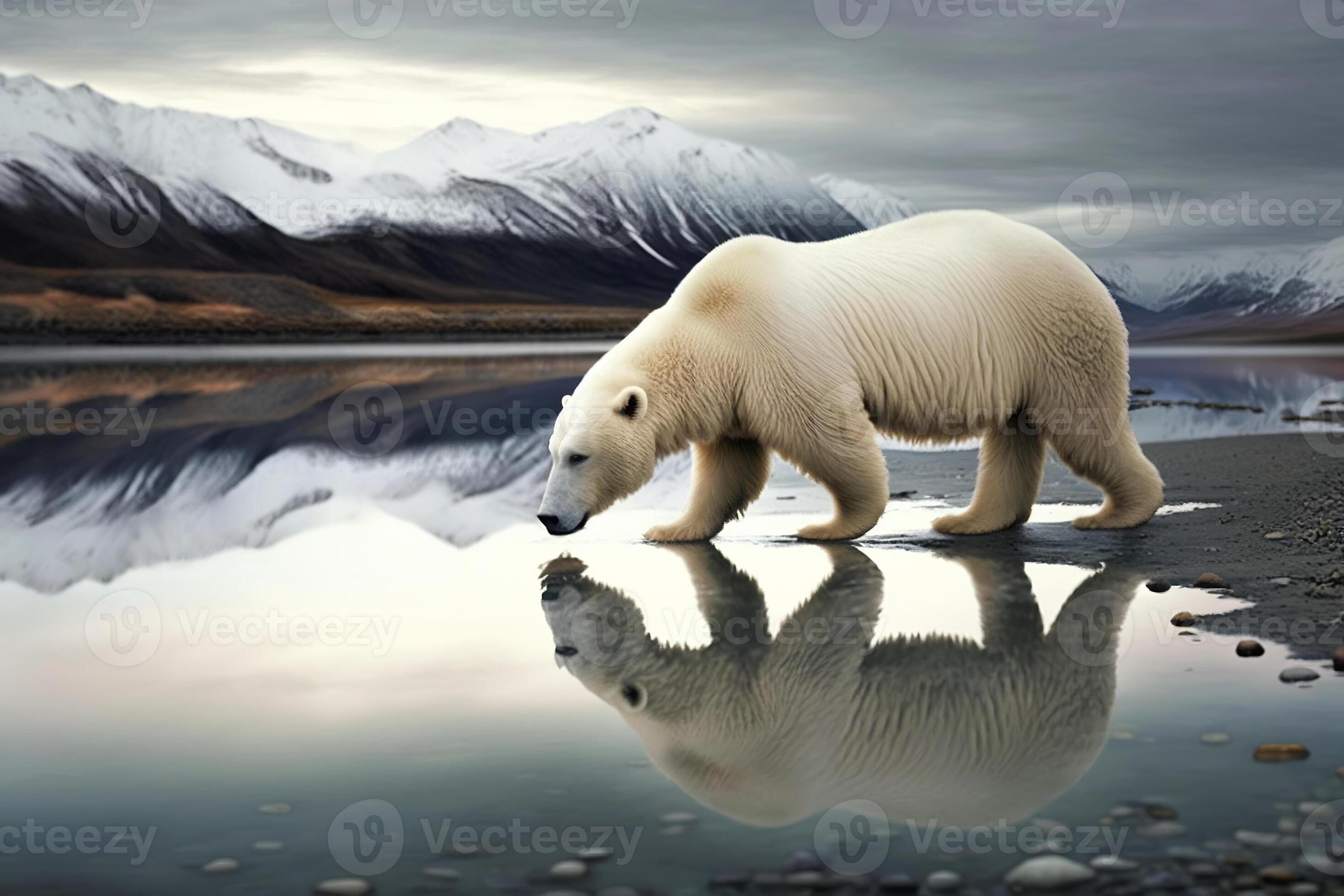 Polar Bear Drinking Water