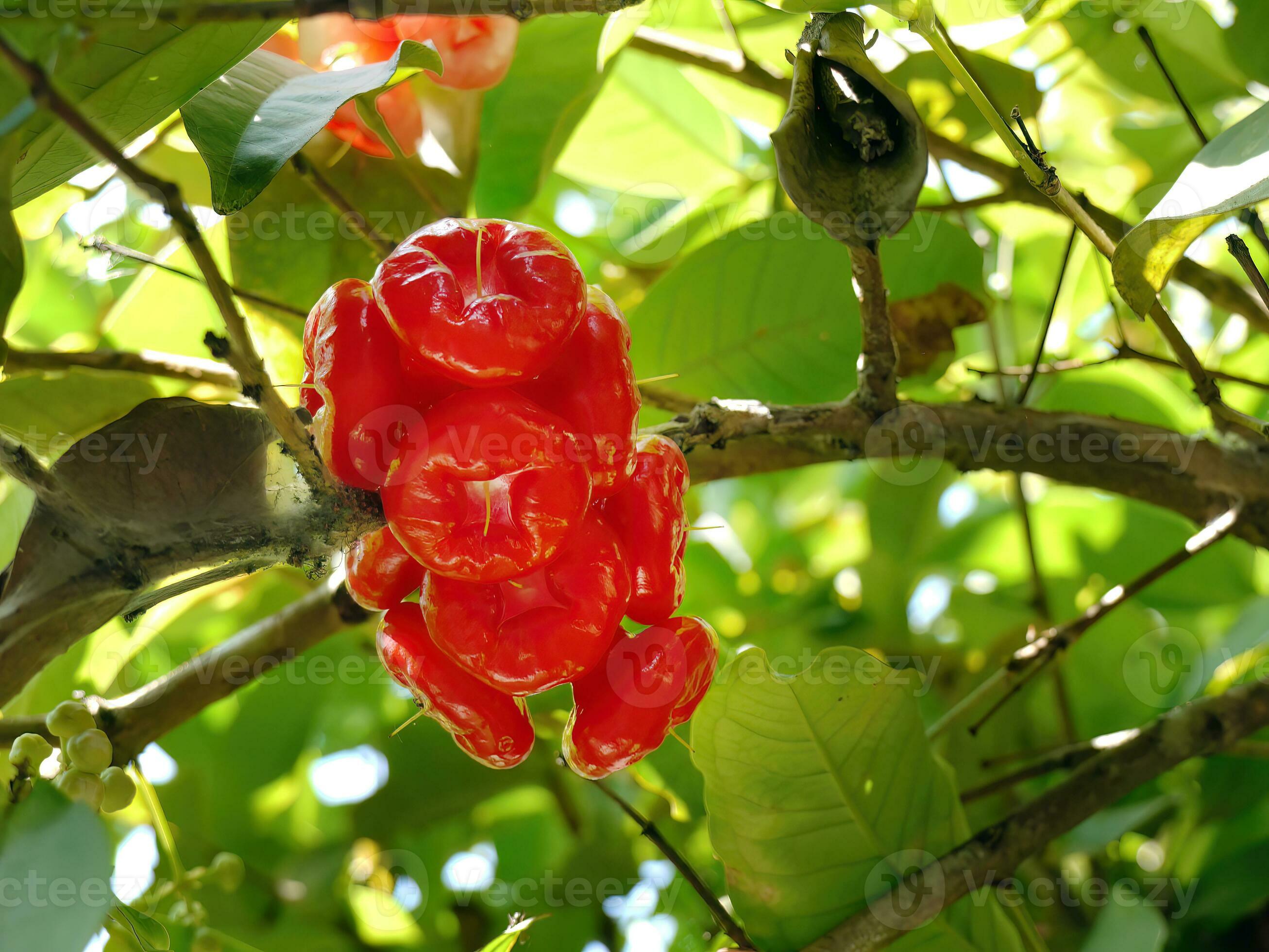Close up bunch of vibrant Red Rose apple fruit on tree, Chom Pu Plastic in Thai language, rare ...