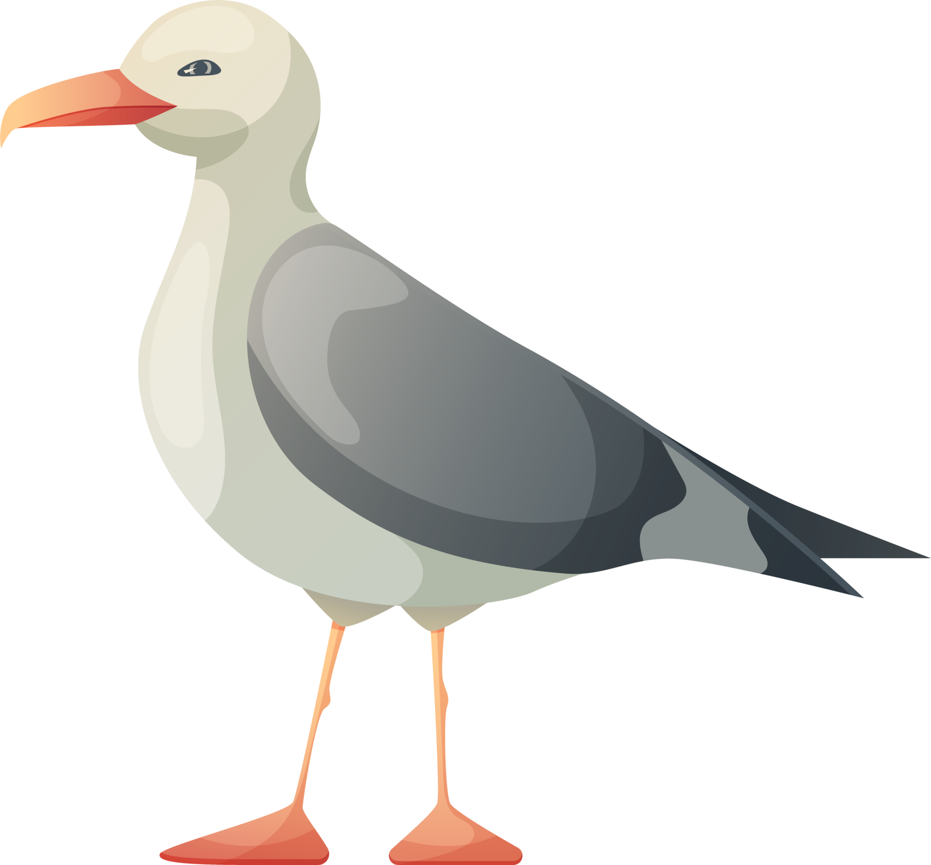 Seagull Bird Png Resting Curious Standing Sea Bird Illustration